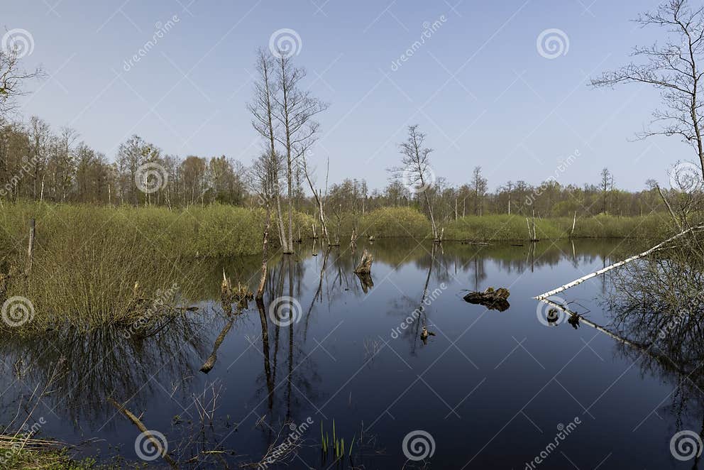 A Swamp with Trees and Shrubs in Spring Stock Image - Image of spring ...