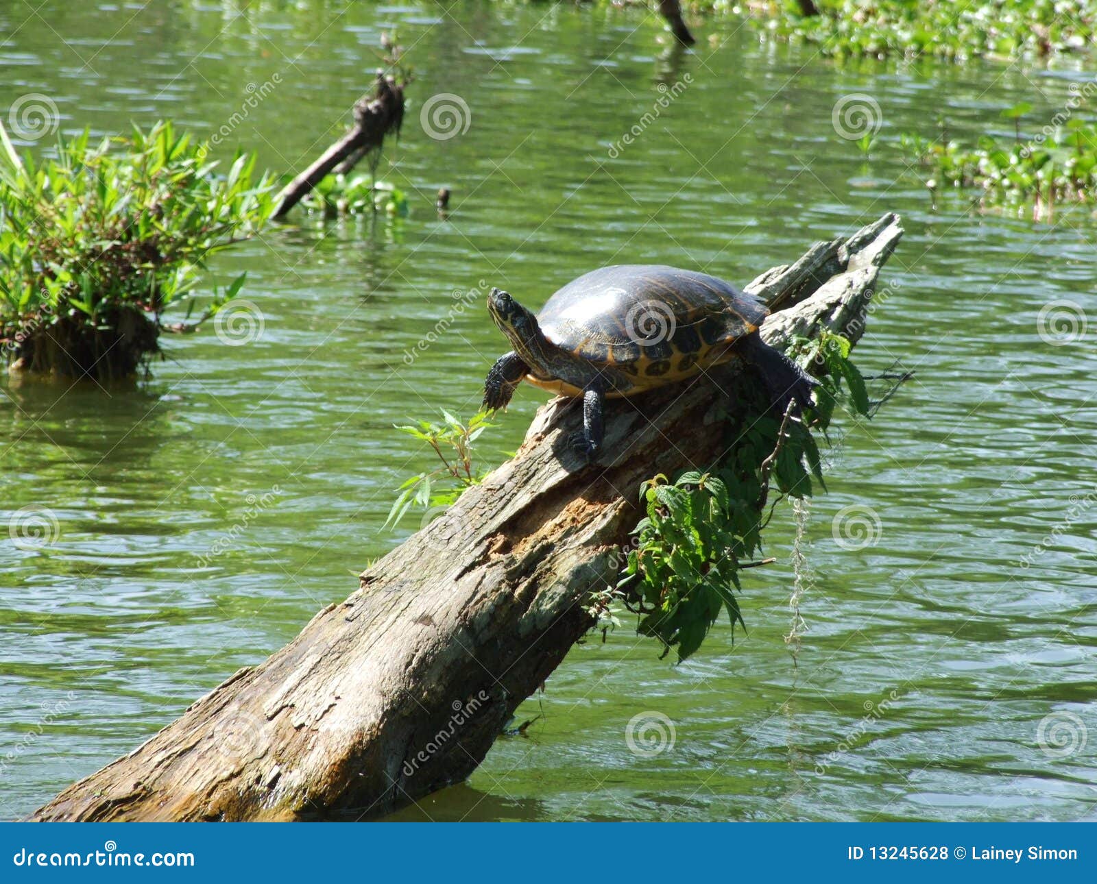 Swamp Turtle stock photo. Image of water, swamp, blue - 13245628