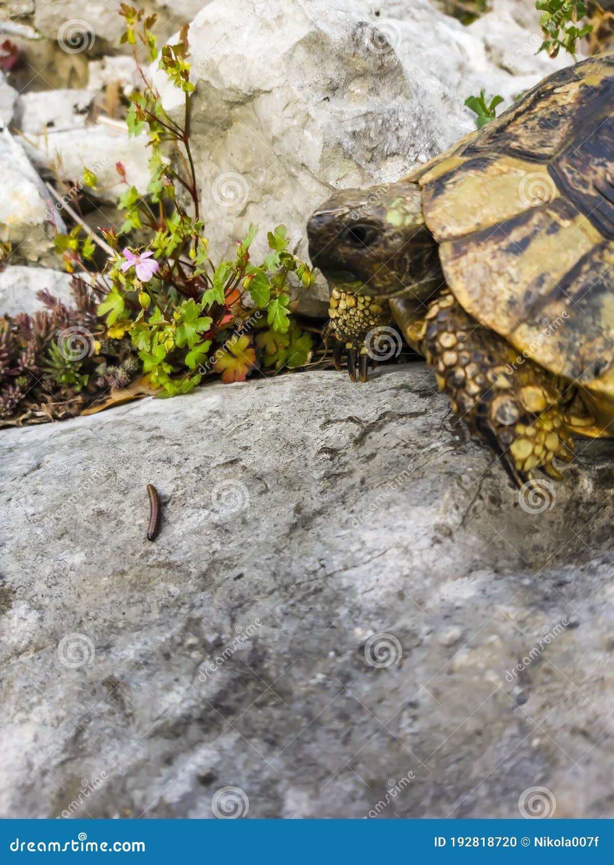 Swamp Turtle Close Up Macro Stock Photo - Image of colorful, shell ...
