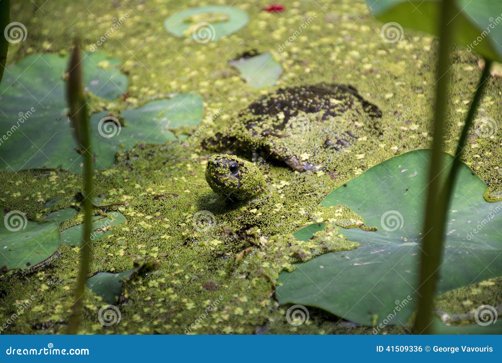 Swamp turtle stock photo. Image of hidding, turtle, hidden - 41509336