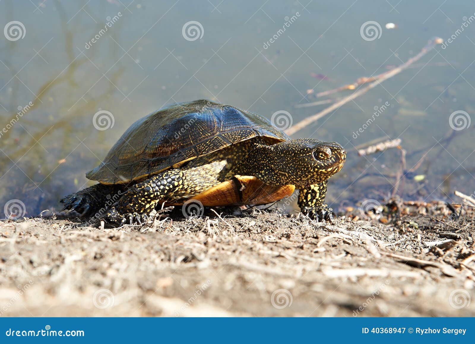 Swamp turtle stock image. Image of slow, lake, nature - 40368947