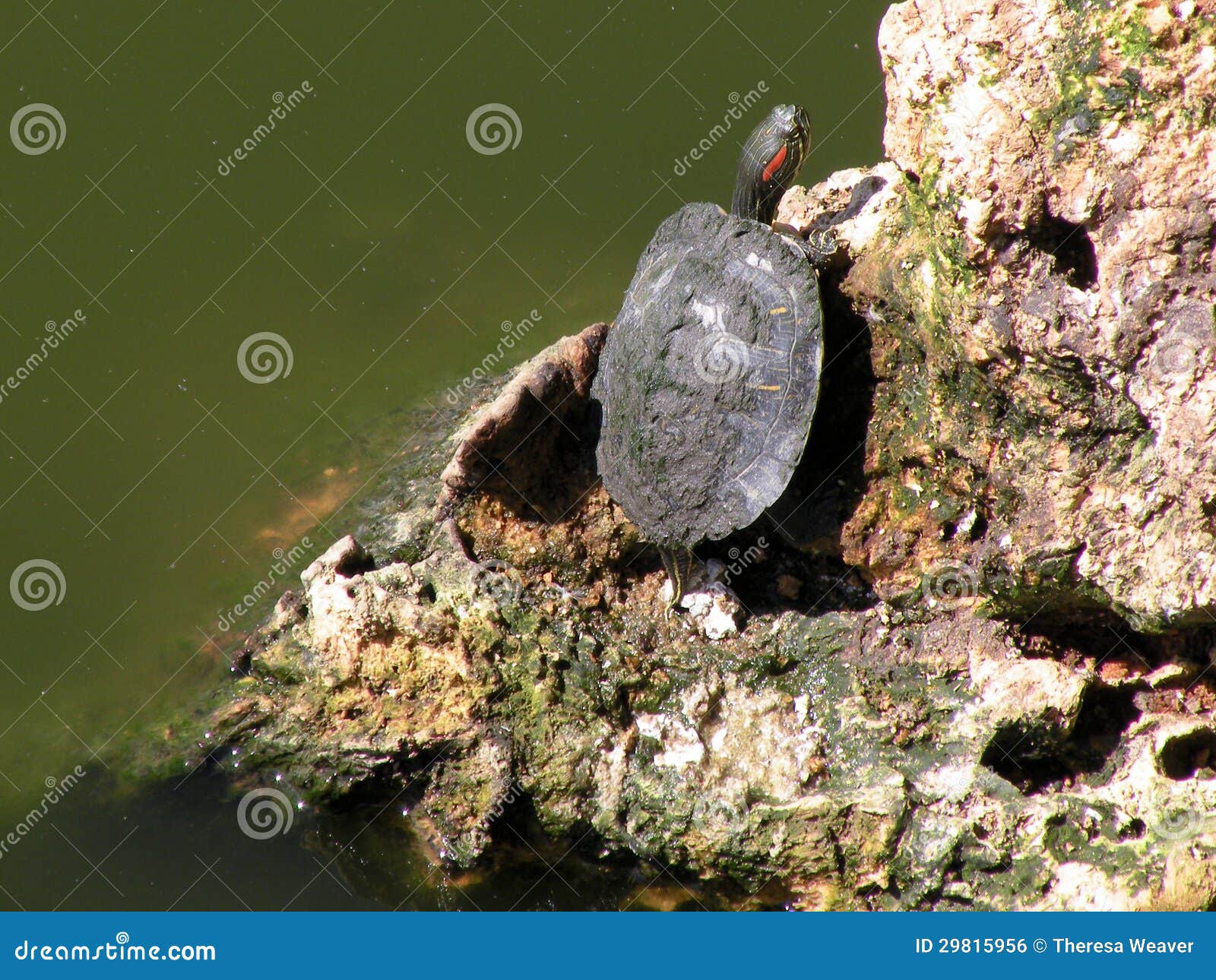 Sunning Swamp Turtle stock photo. Image of algae, prey - 29815956