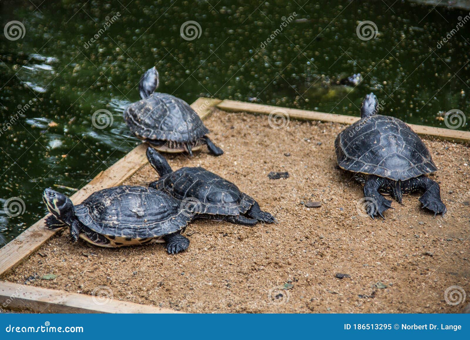 Swamp turtle by the water stock image. Image of shine - 186513295