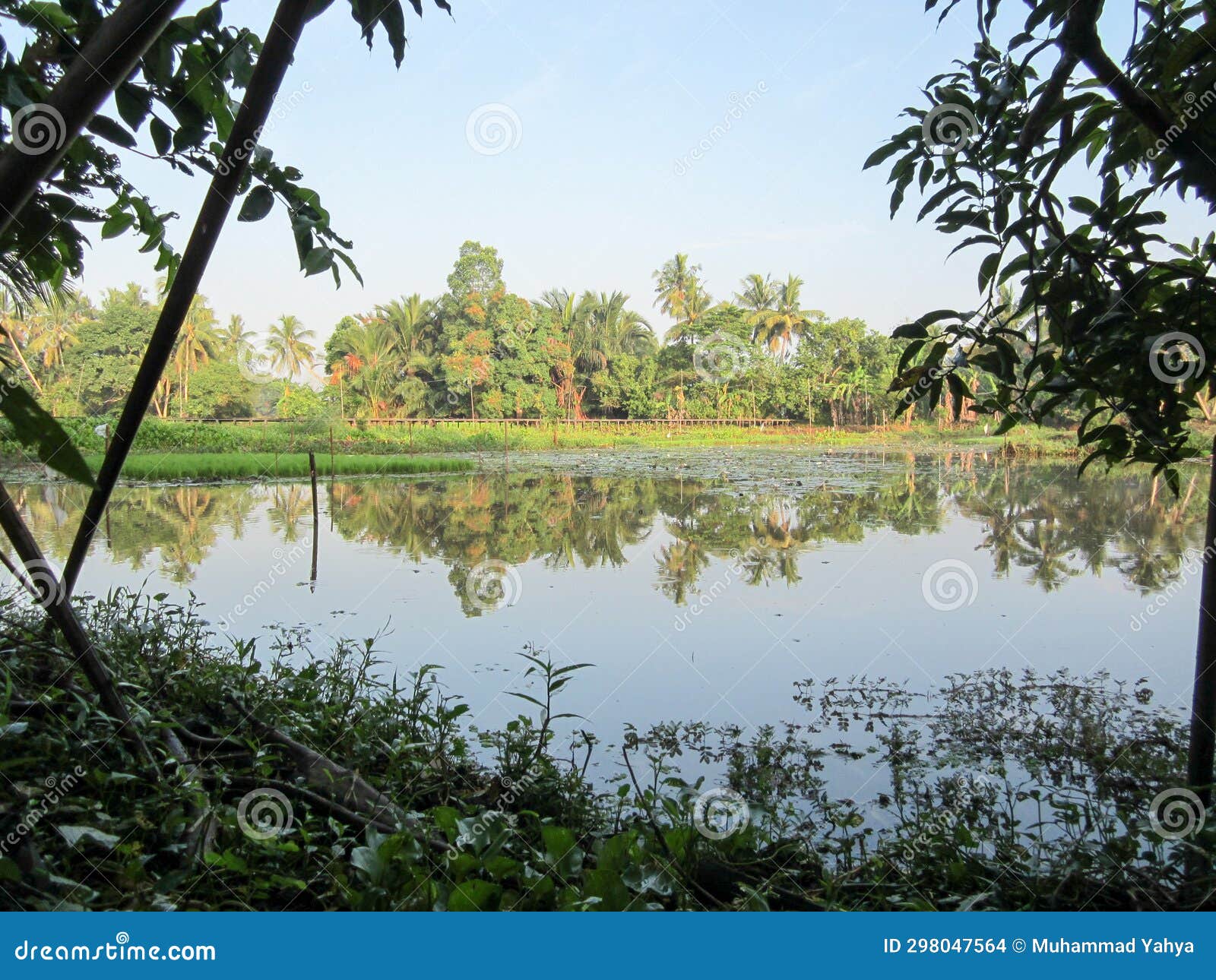 The Swamp is Used As Rice Fields Stock Photo - Image of fieldsand ...