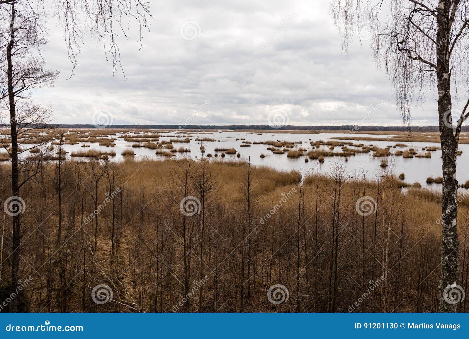Swamp view with lakes stock photo. Image of recreational - 91201130
