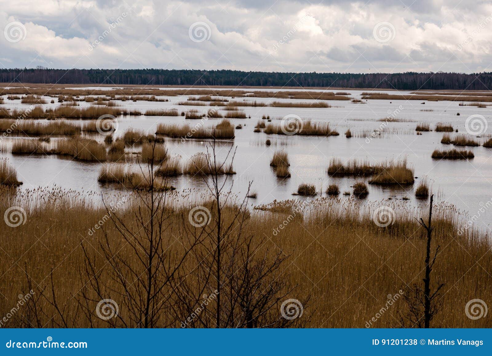 Swamp view with lakes stock photo. Image of path, hiking - 91201238
