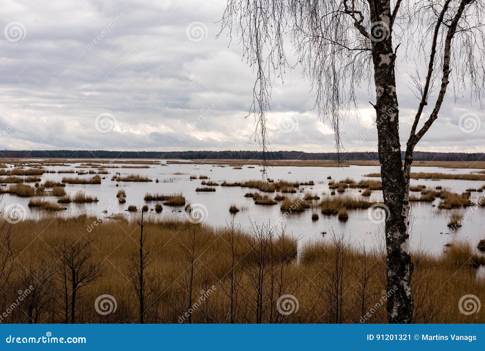 Swamp view with lakes stock image. Image of plant, environment - 91201321