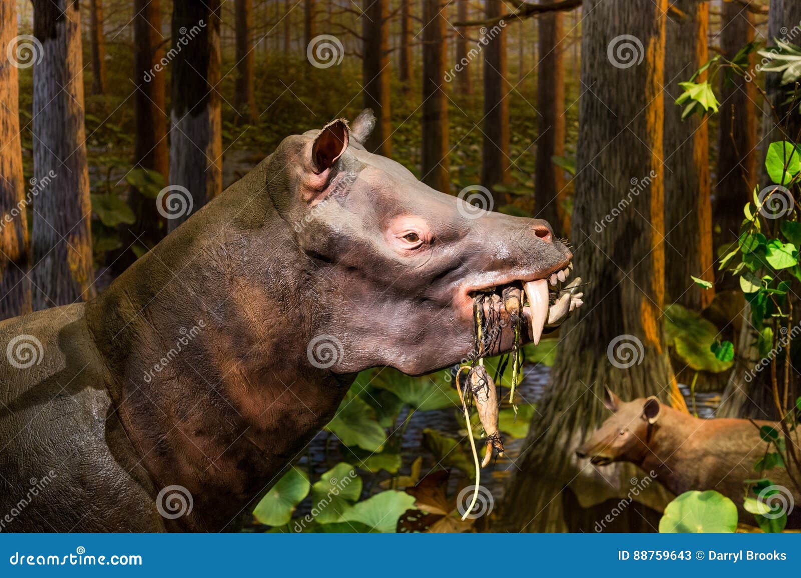 Ancient Swamp Kauri Gum From New Zealand Stock Photo | CartoonDealer ...