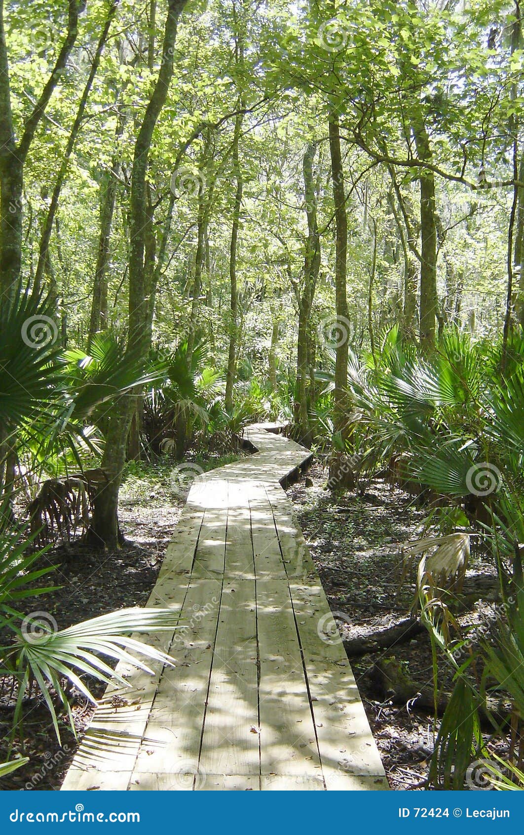 Swamp Walk stock photo. Image of boards, paths, forest, woods - 72424