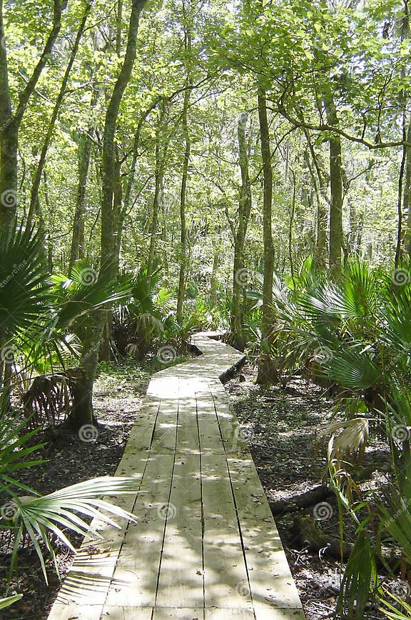 Swamp Walk stock photo. Image of boards, paths, forest, woods - 72424