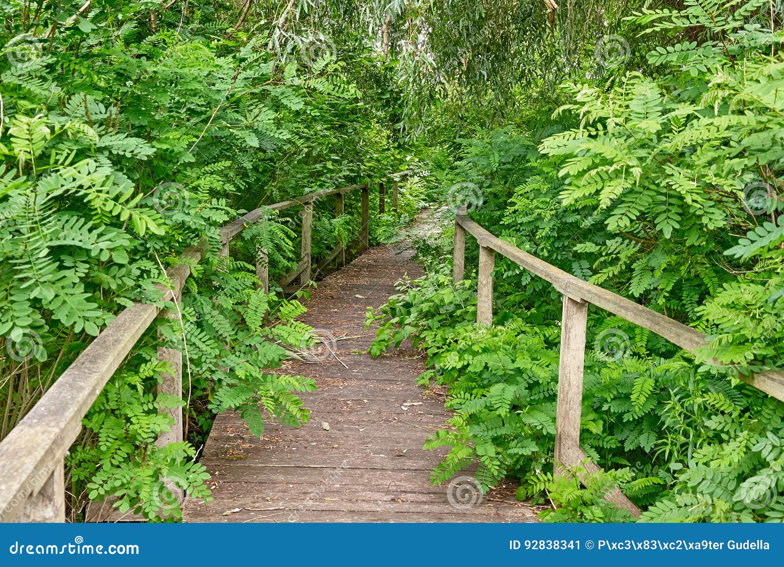 Swamp walking path stock image. Image of nature, overgrown - 92838341