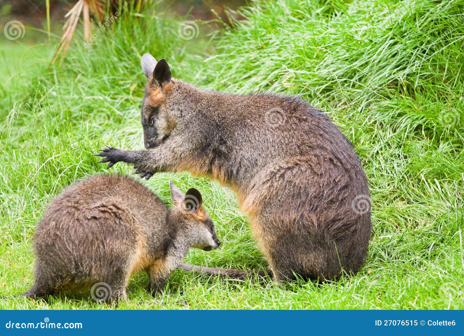 Swamp wallabies stock image. Image of mammals, animal - 27076515