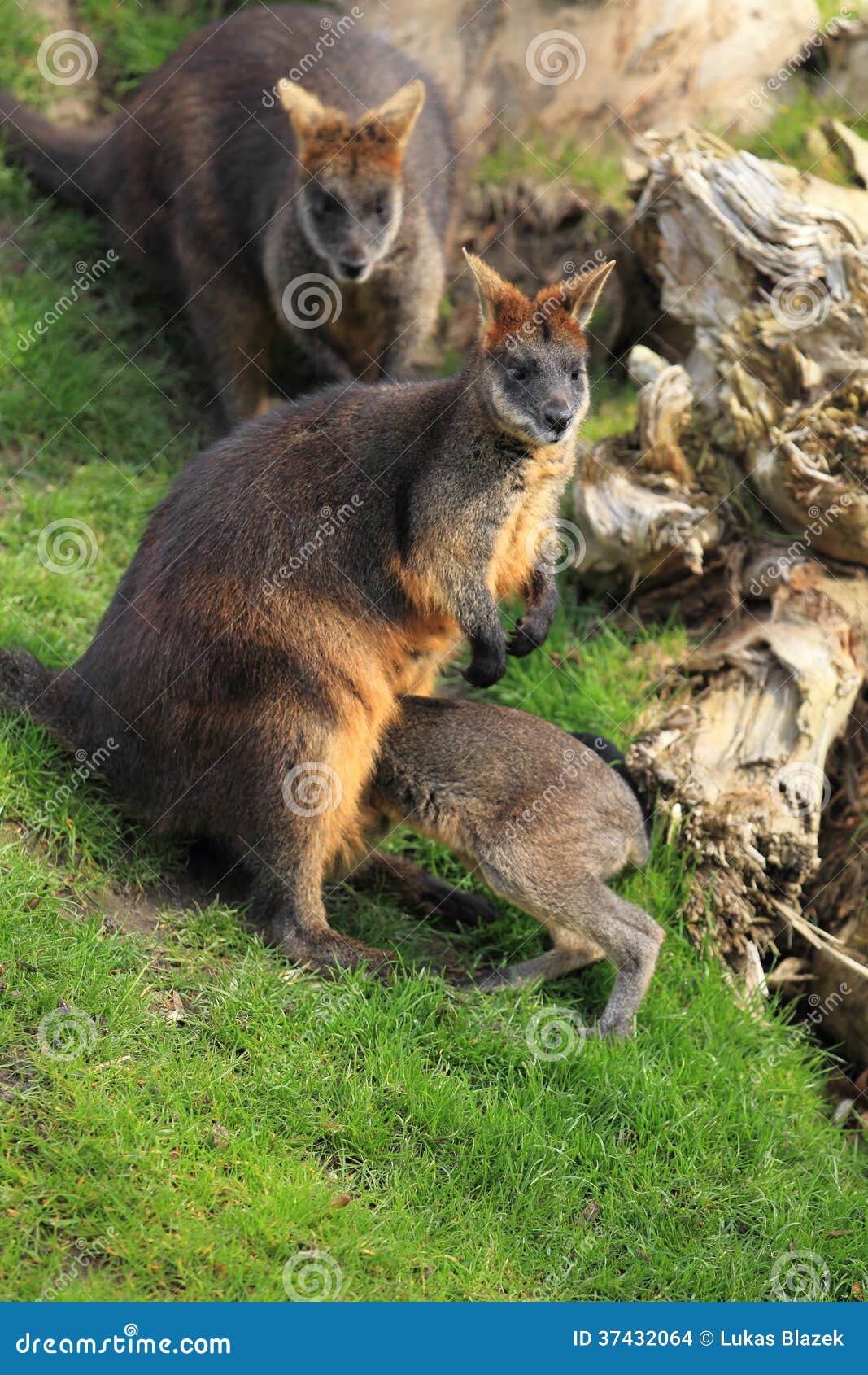 Swamp wallaby stock photo. Image of swamp, wallabia, bicolor - 37432064