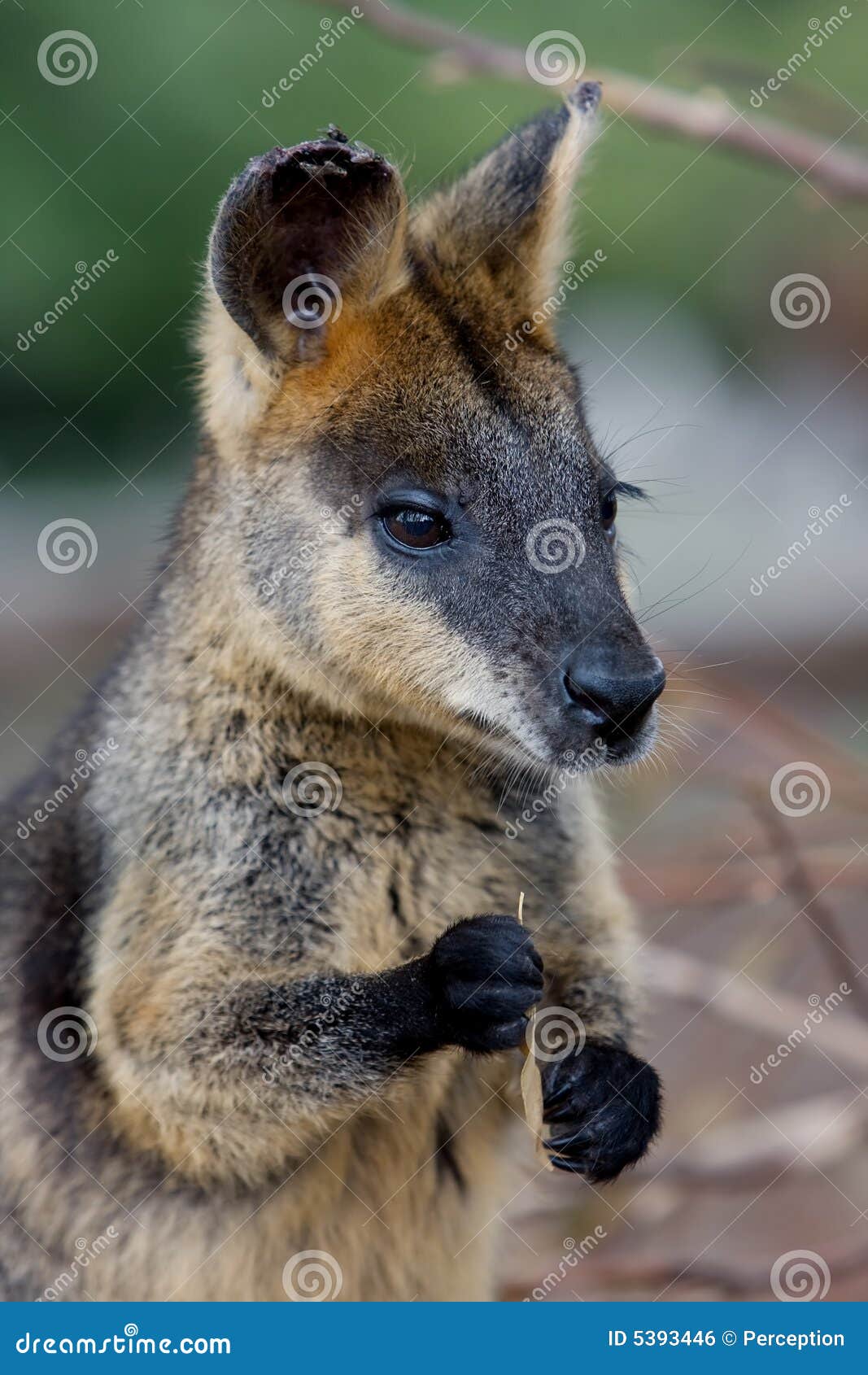 Swamp Wallaby stock photo. Image of native, black, australian - 5393446
