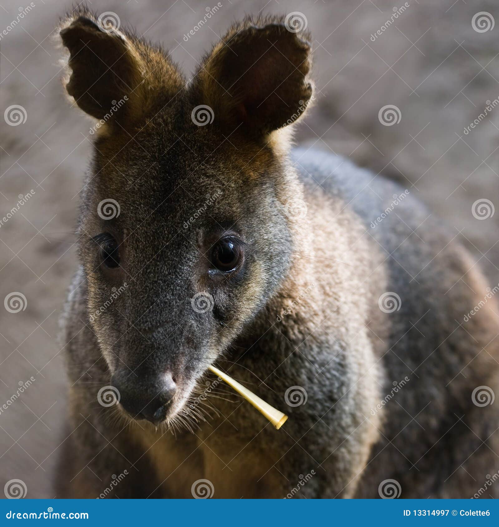 Swamp Wallaby eating leaf stock image. Image of woodlands - 13314997