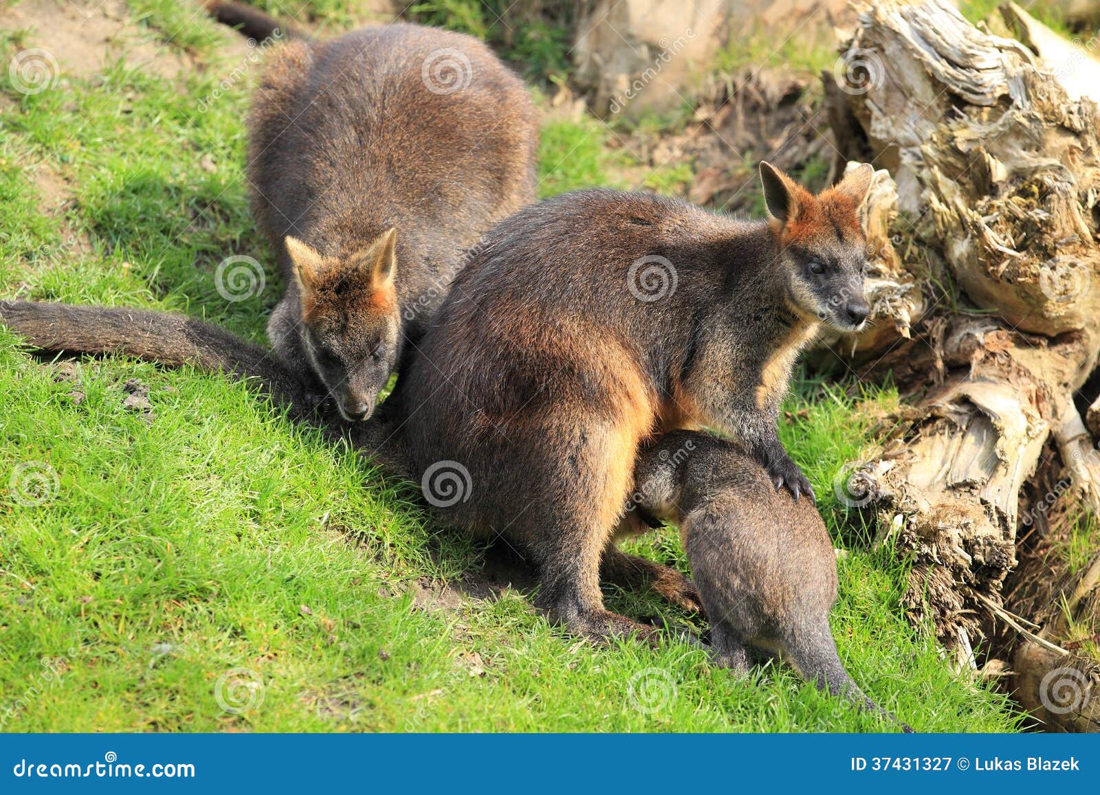Swamp wallaby family stock image. Image of marsupial - 37431327