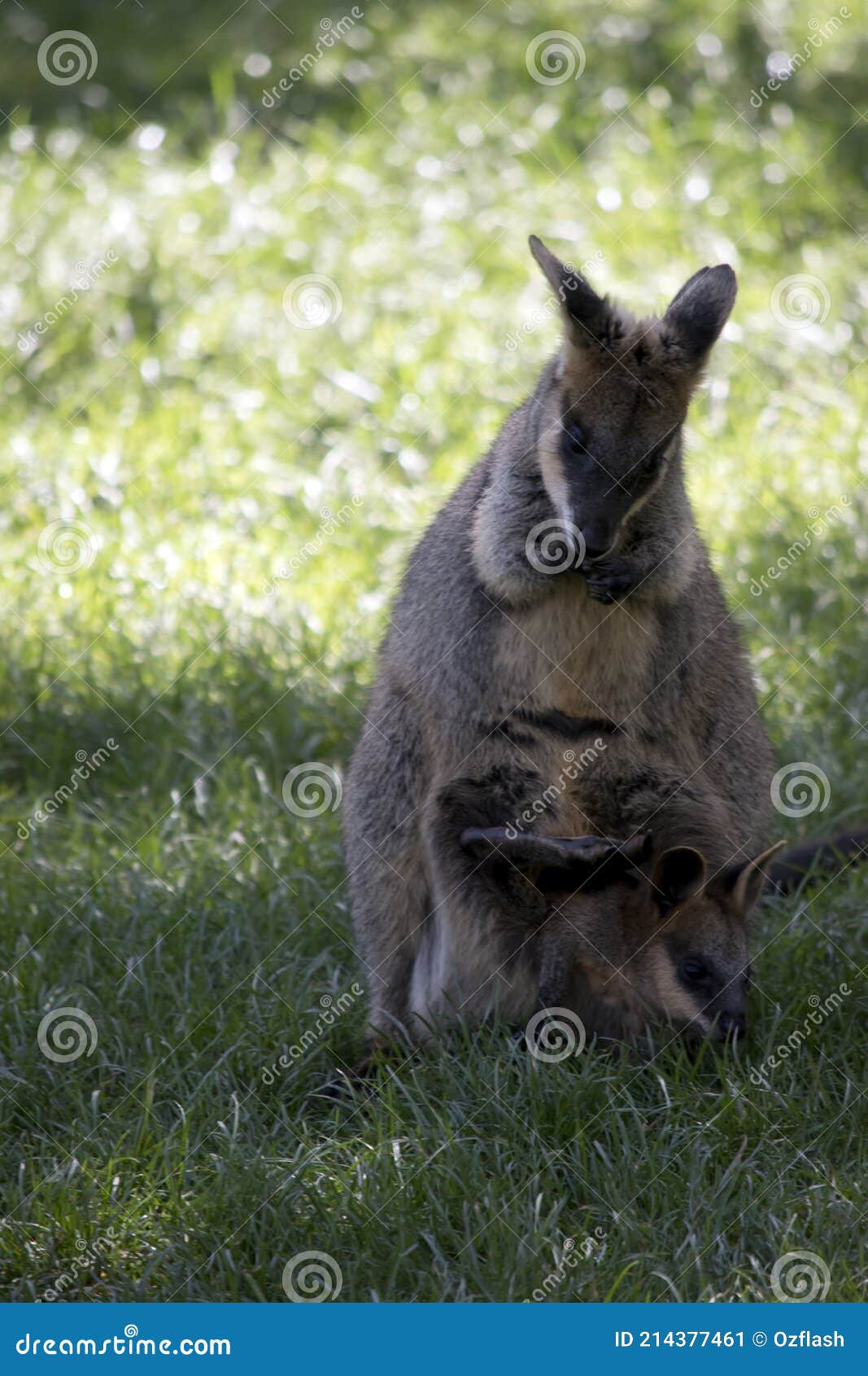 The Swamp Wallaby Has A Joey In Her Pouch Stock Image Image Of Grey
