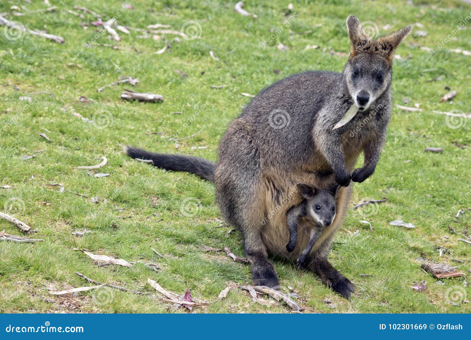 Swamp Wallaby With Joey Stock Image Image Of Nose Pouch 102301669