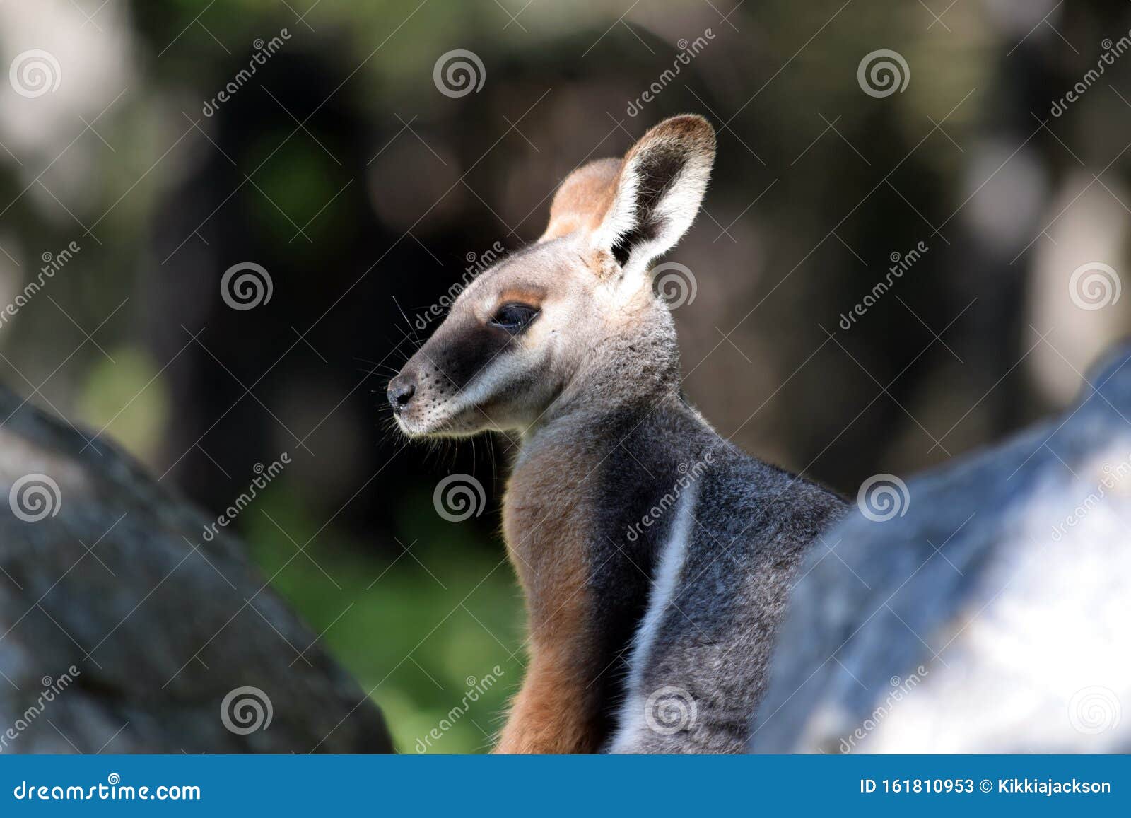 Swamp Wallaby Kangaroo Behind a Rock Stock Afbeelding - Image of mooi ...