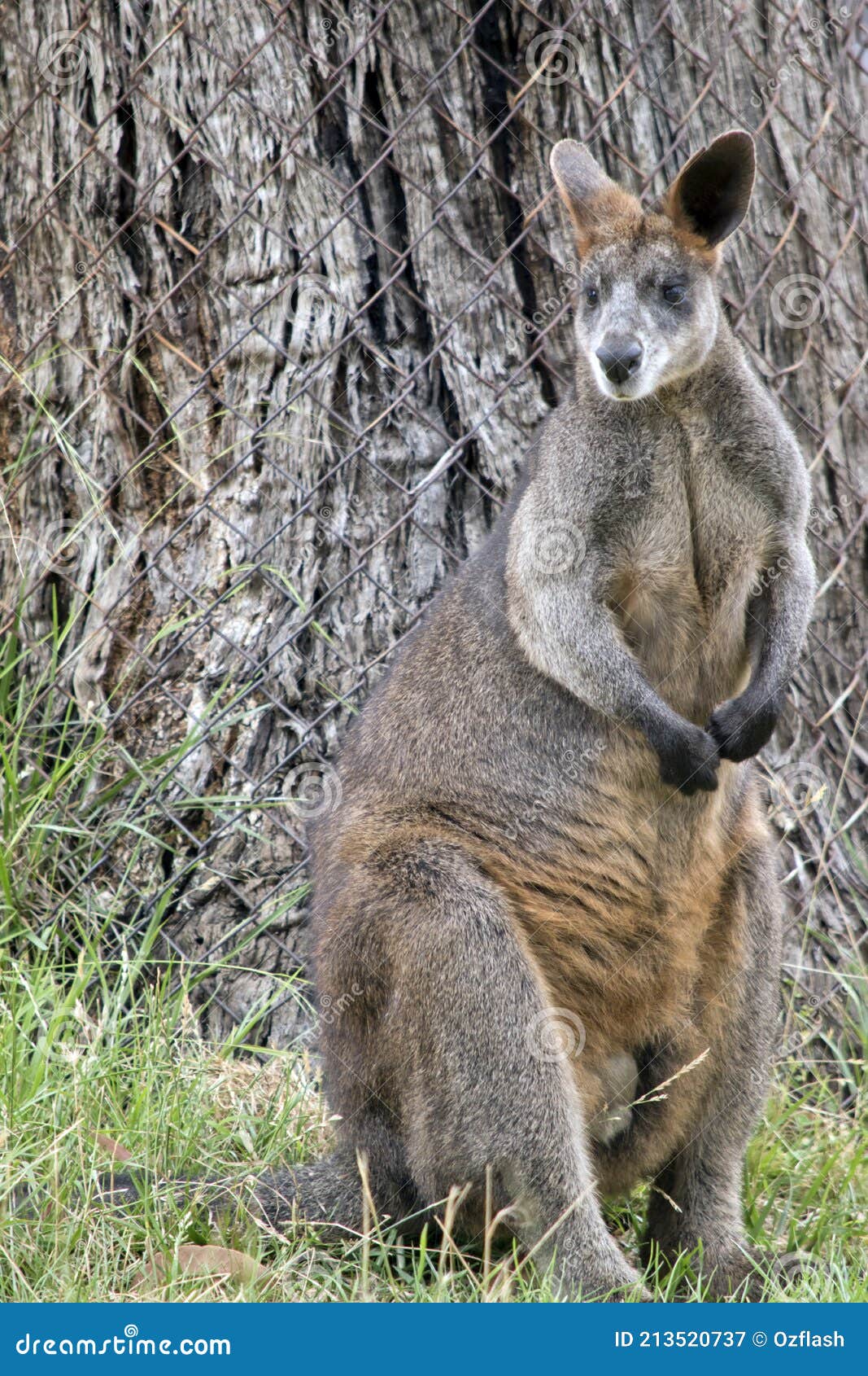 The Swamp Wallaby is a Large Wallaby Stock Image - Image of animal ...