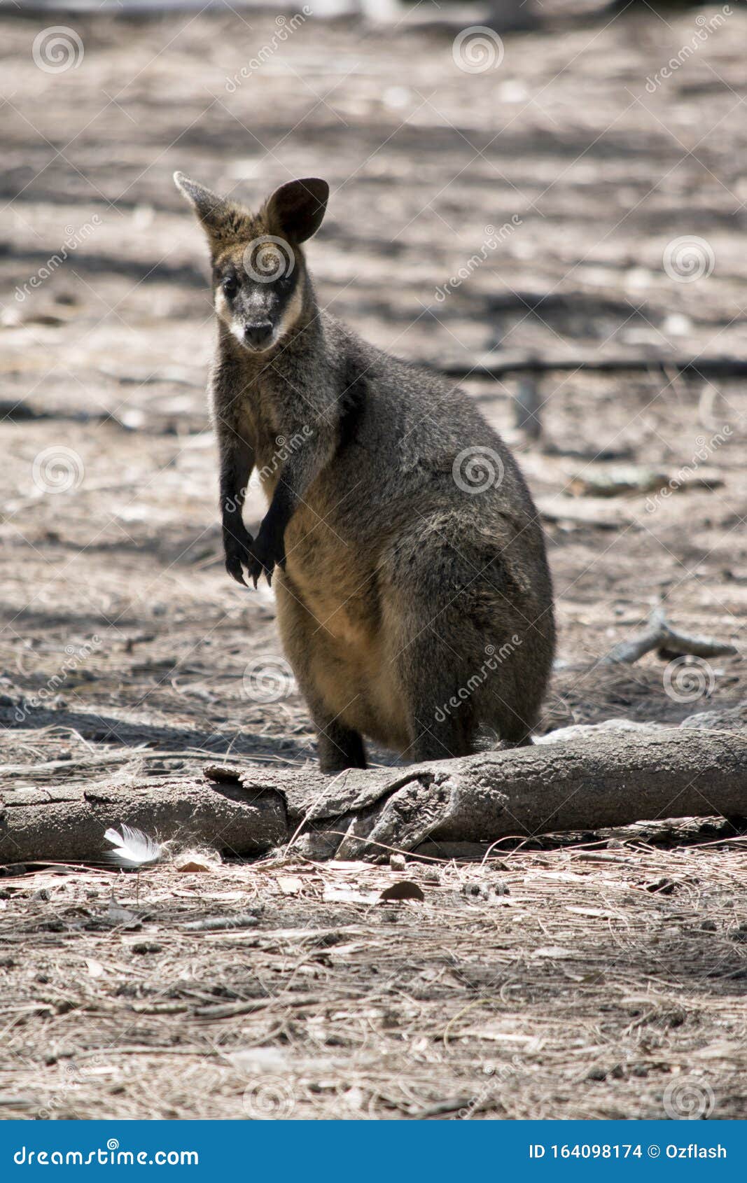 The Swamp Wallaby is Standing on His Hind Legs Stock Photo - Image of ...