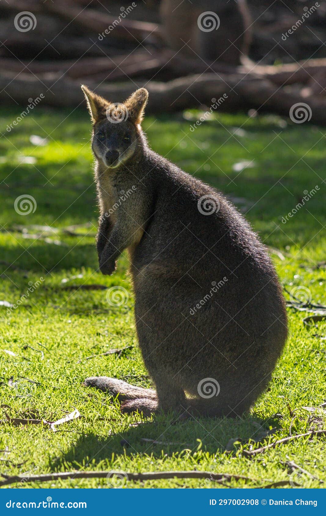 Swamp Wallaby Standing in the Grass in Adelaide, South Australia Stock ...