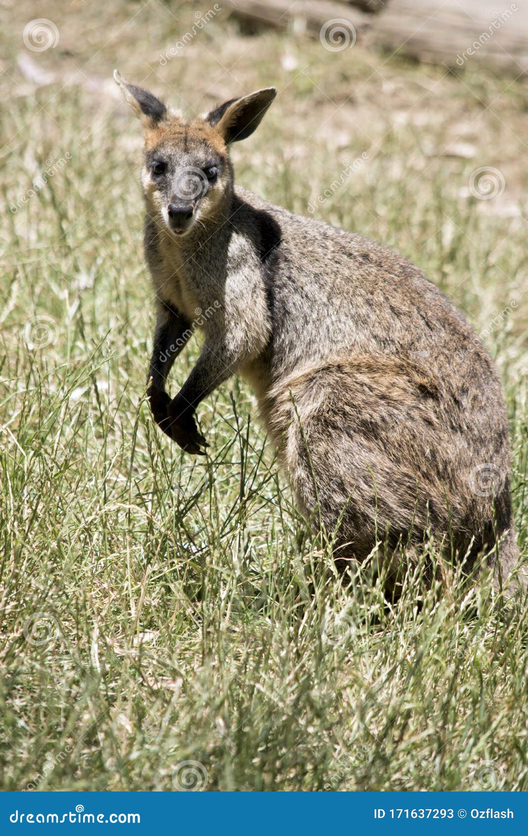 The Swamp Wallaby is Standing on Its Hind Legs Stock Image - Image of ...