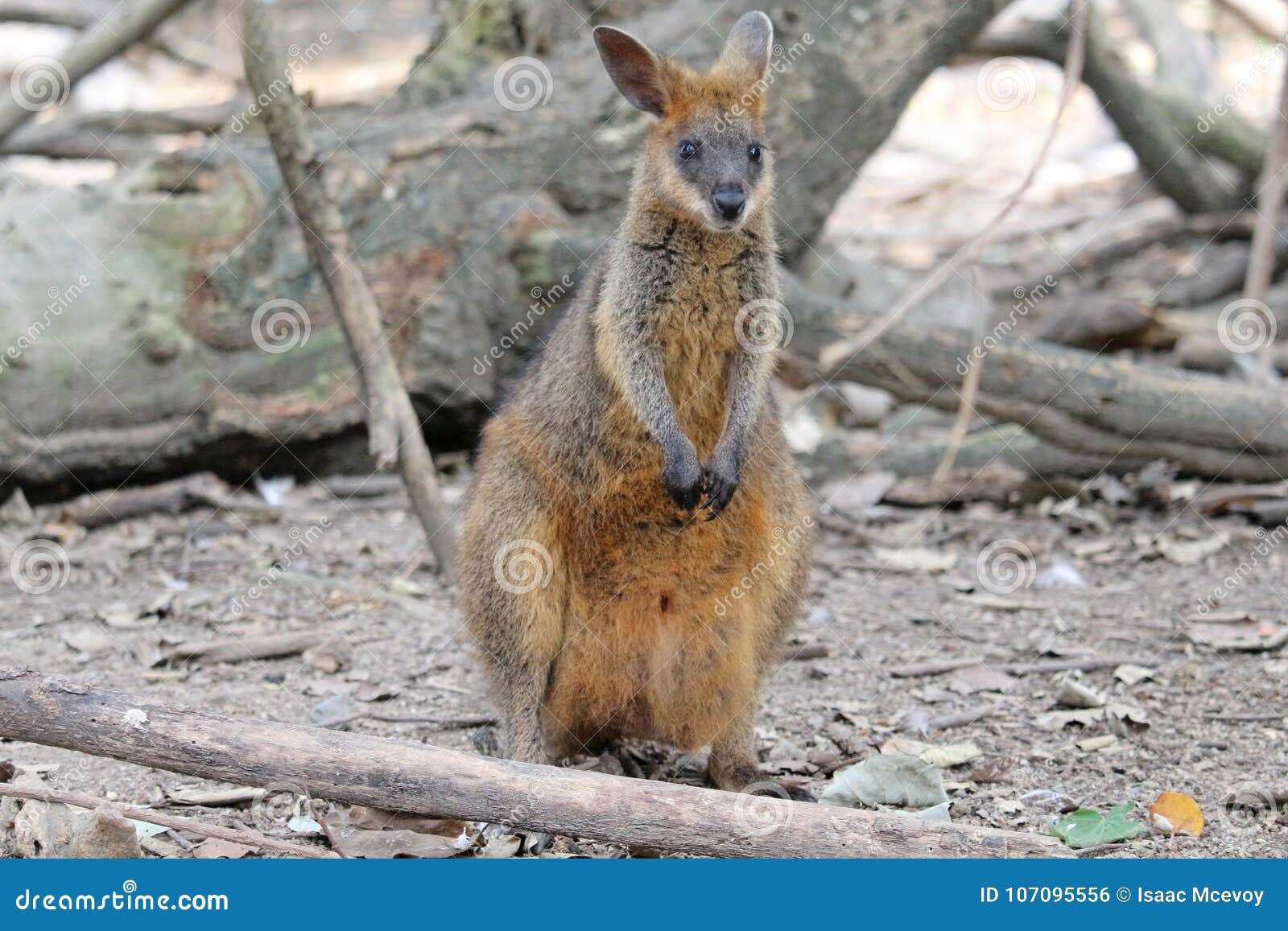 Swamp Wallaby stock photo. Image of native, wallaby - 107095556