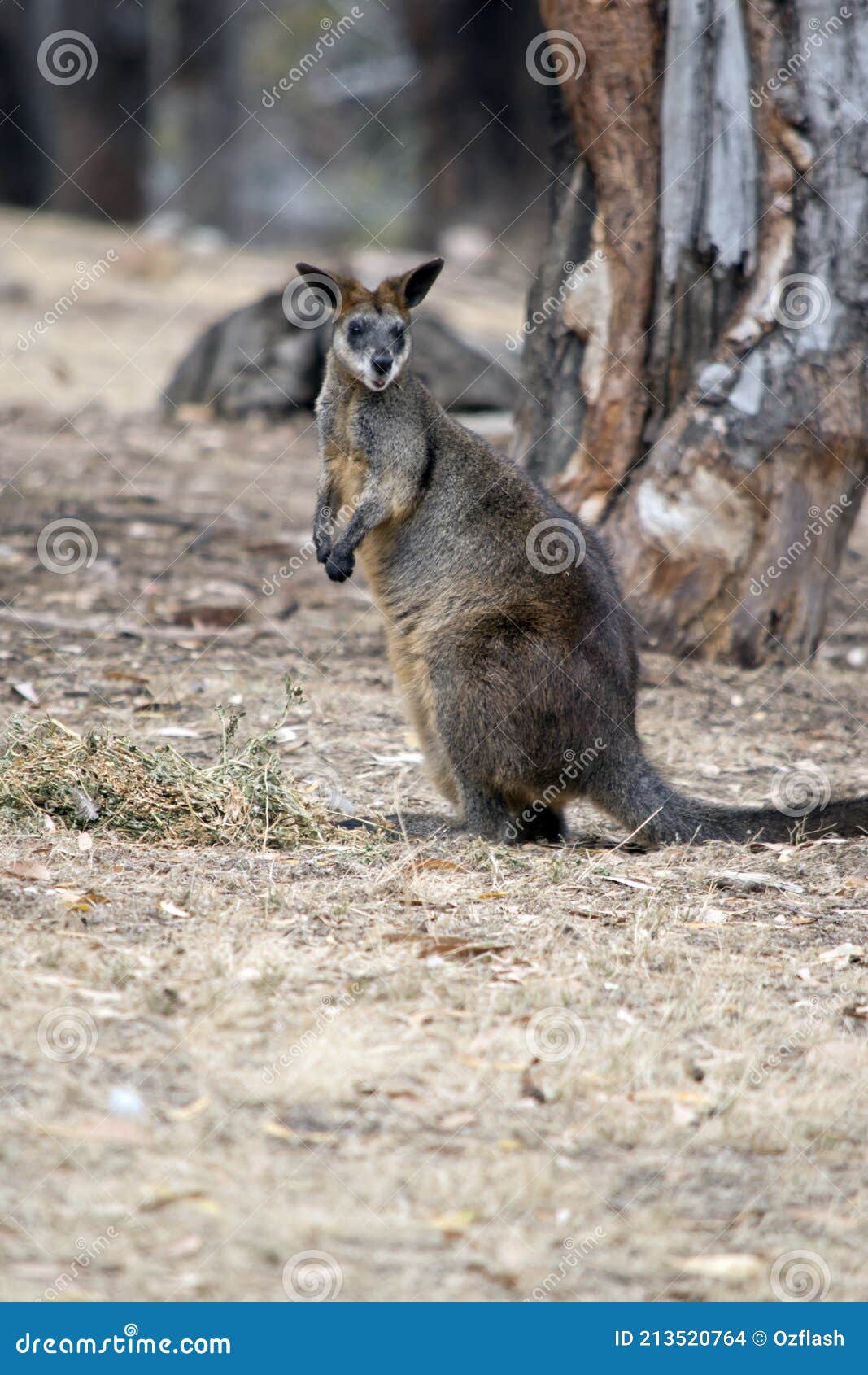 The Swamp Wallaby is a Tall Wallaby Stock Photo - Image of kangaroo ...