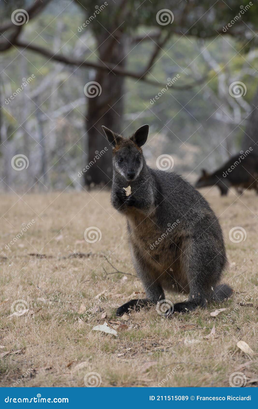 Swamp Wallaby Wallabia Bicolor Australia Stock Image Image Of