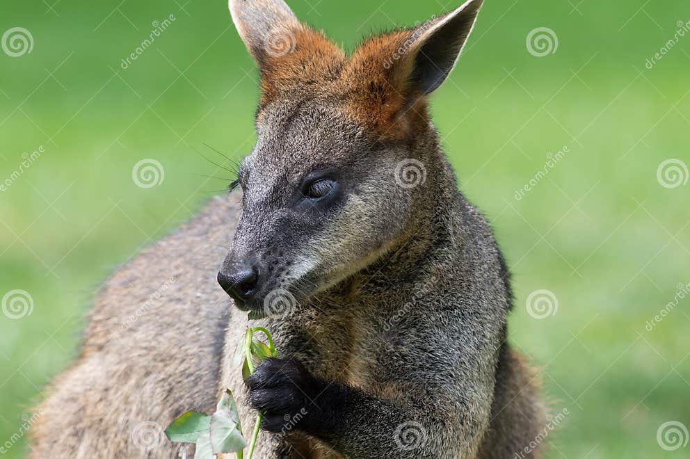Swamp Wallaby Wallabia Bicolor Stock Image Image Of Eating Cudly