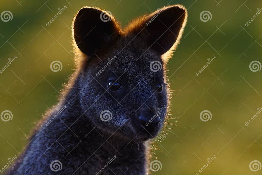 Swamp Wallaby Wallabia Bicolor Is A Small Macropod Marsupial Of