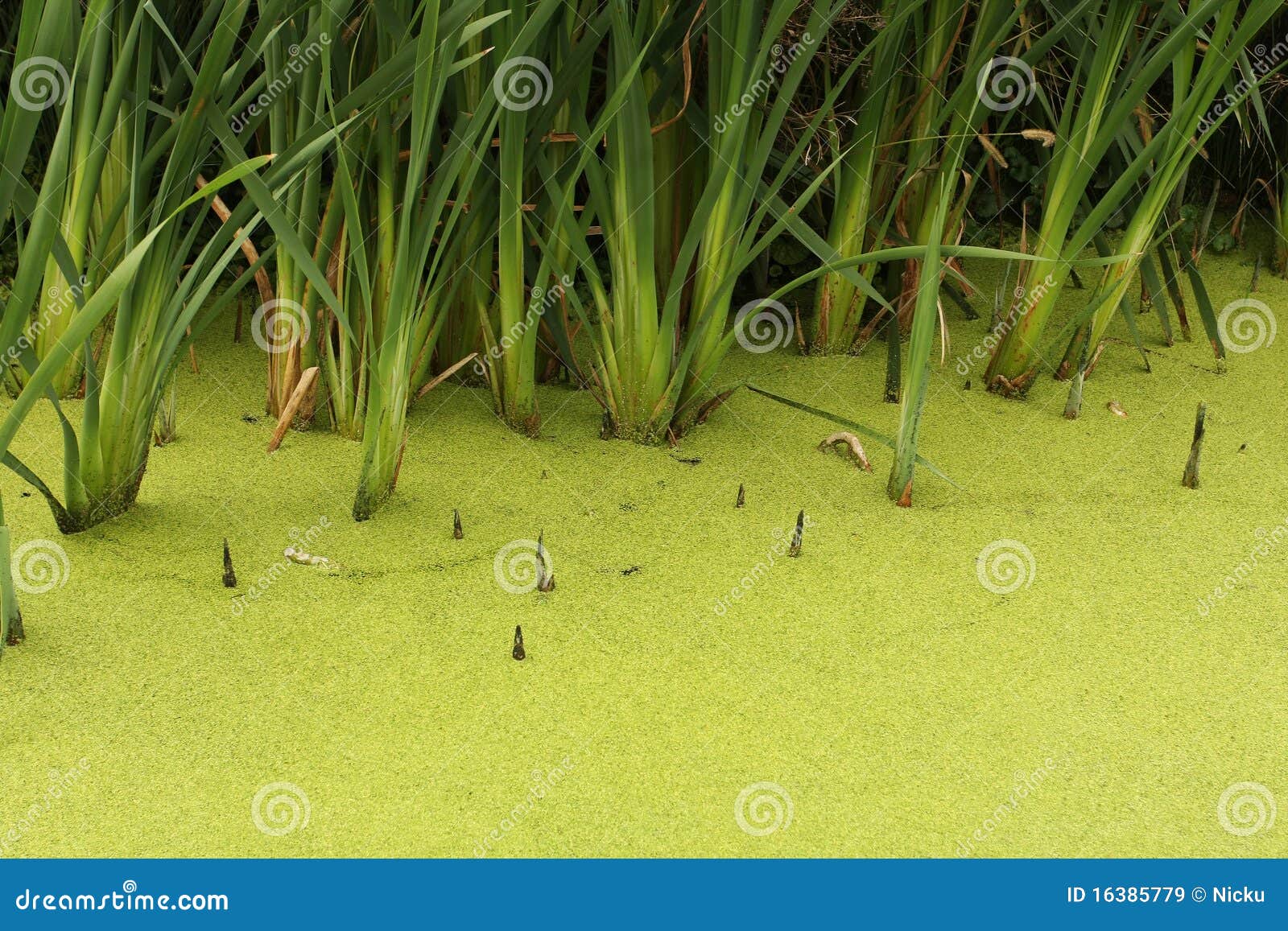 Swamp water stock image. Image of organic, frogs, thickets - 16385779