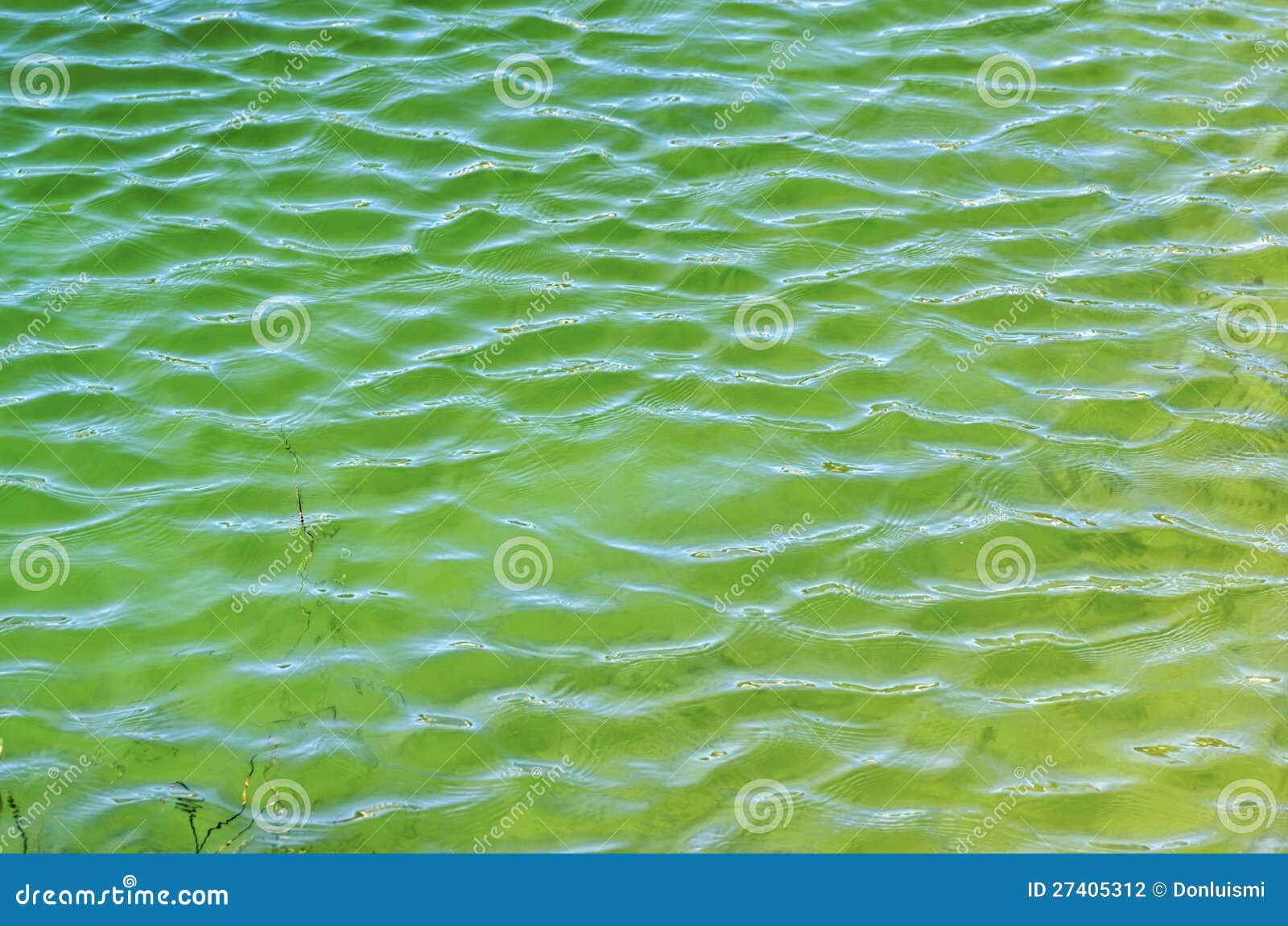 Swamp water stock photo. Image of restricted, algae, landscape - 27405312