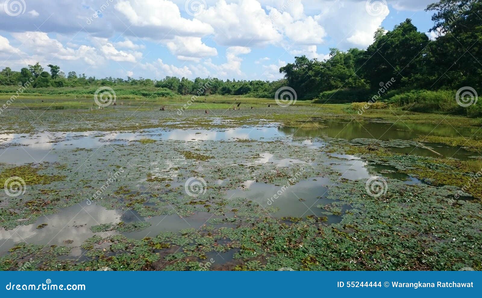 Swamp stock photo. Image of water, outdoor, swamp - 55244444