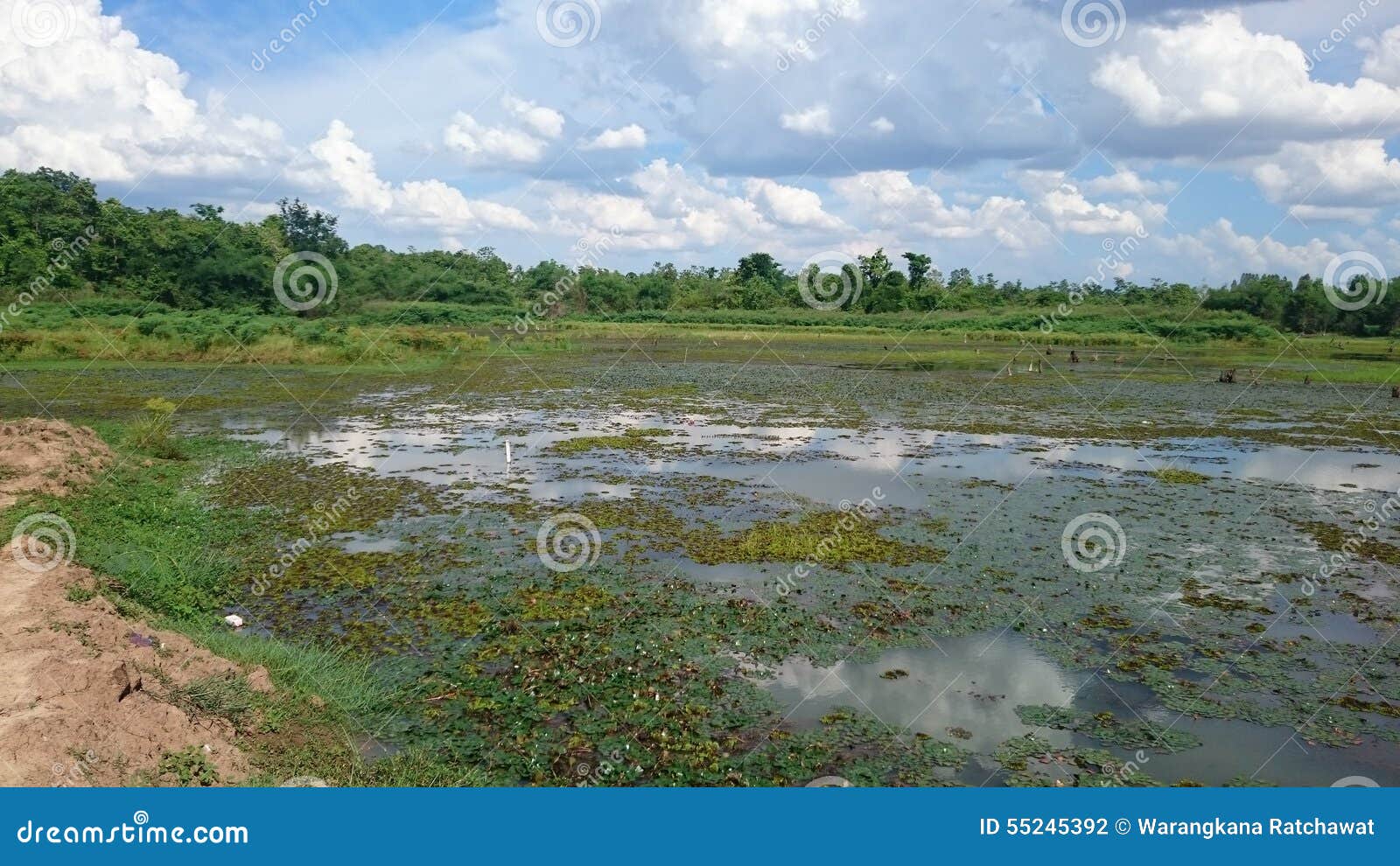Swamp stock photo. Image of cloud, pond, outdoor, ecoregion - 55245392