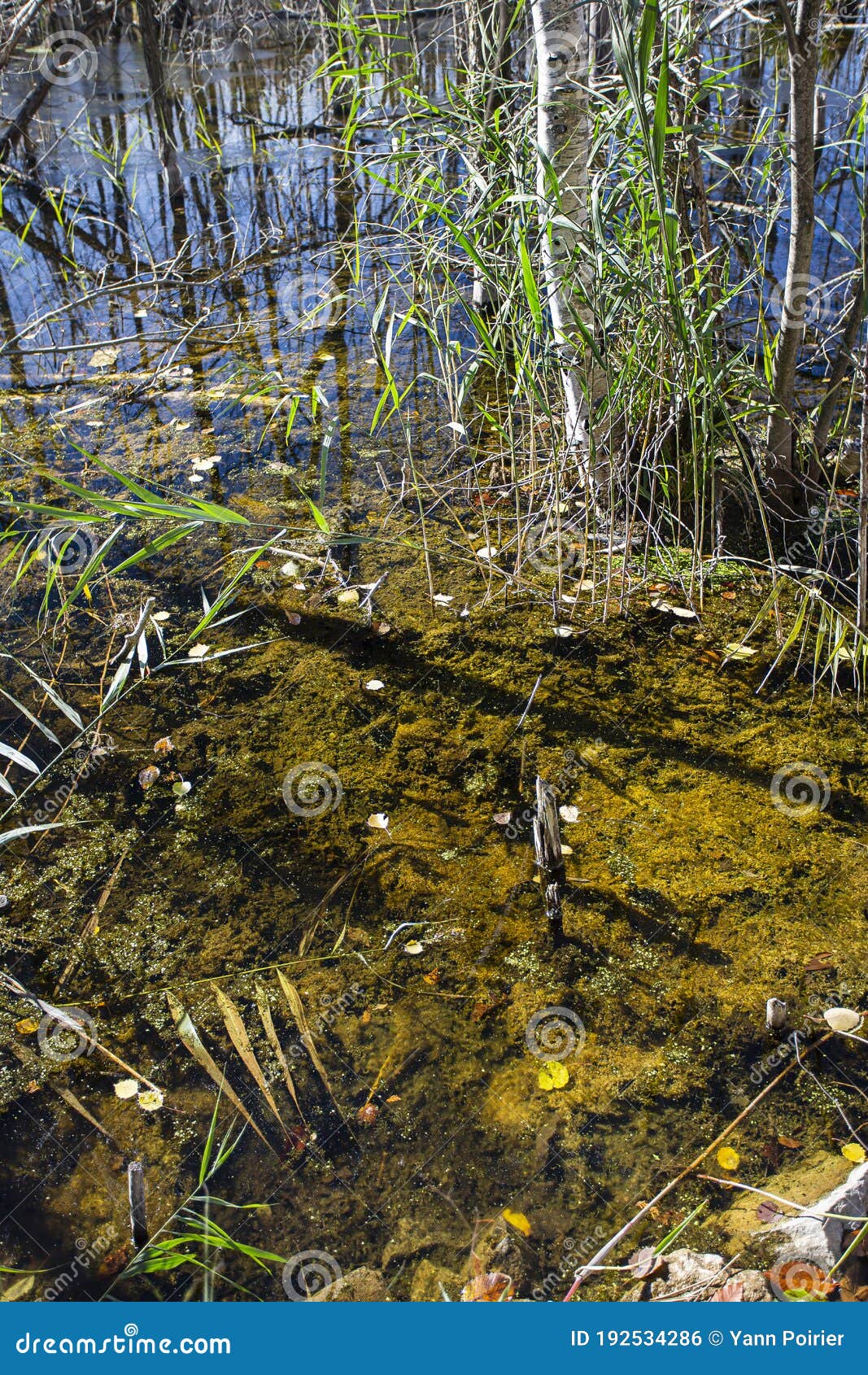 Swamp water stock photo. Image of color, close, nature - 192534286
