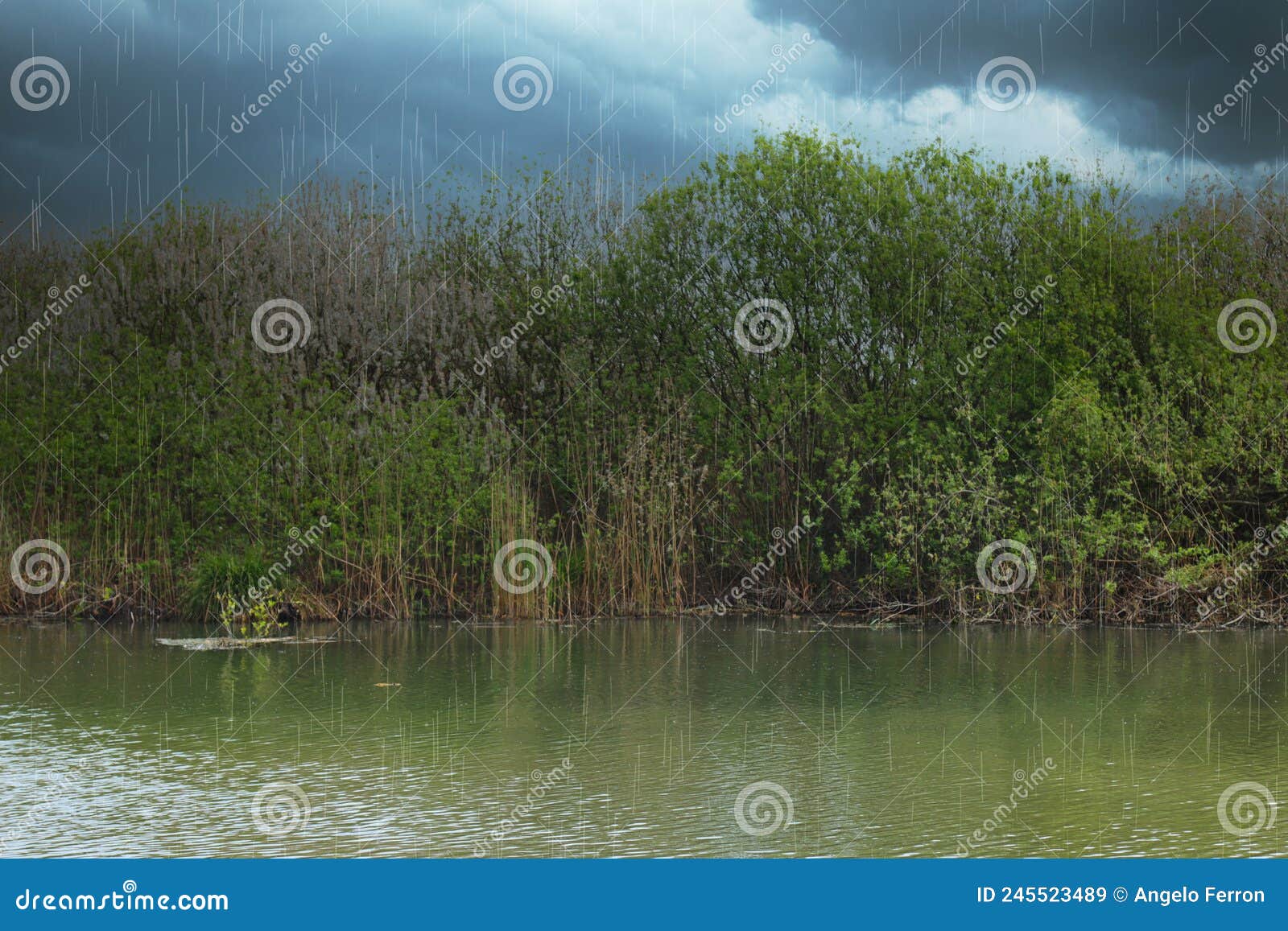 Swamp with Water and Cloudy Sky with Rain- Stock Image - Image of ...