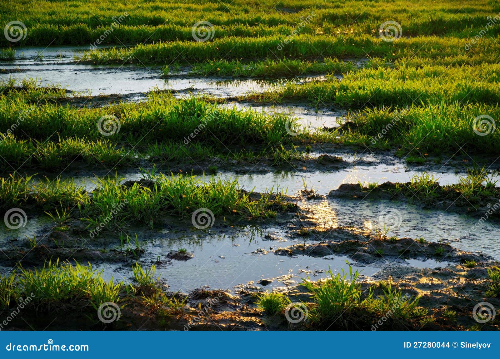 Swamp Water Background Royalty-Free Stock Image | CartoonDealer.com ...