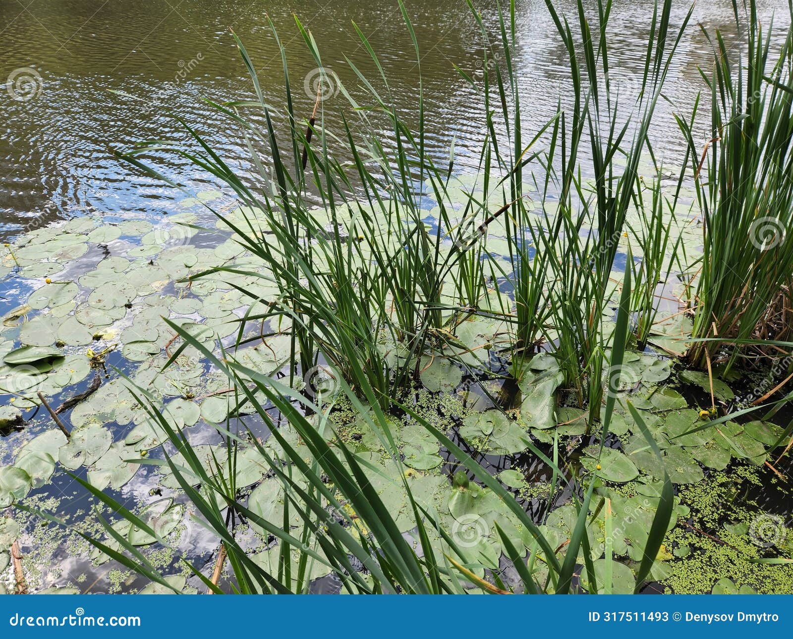 Swamp with Water Lilies. Pond with Marsh Plants Stock Image - Image of ...