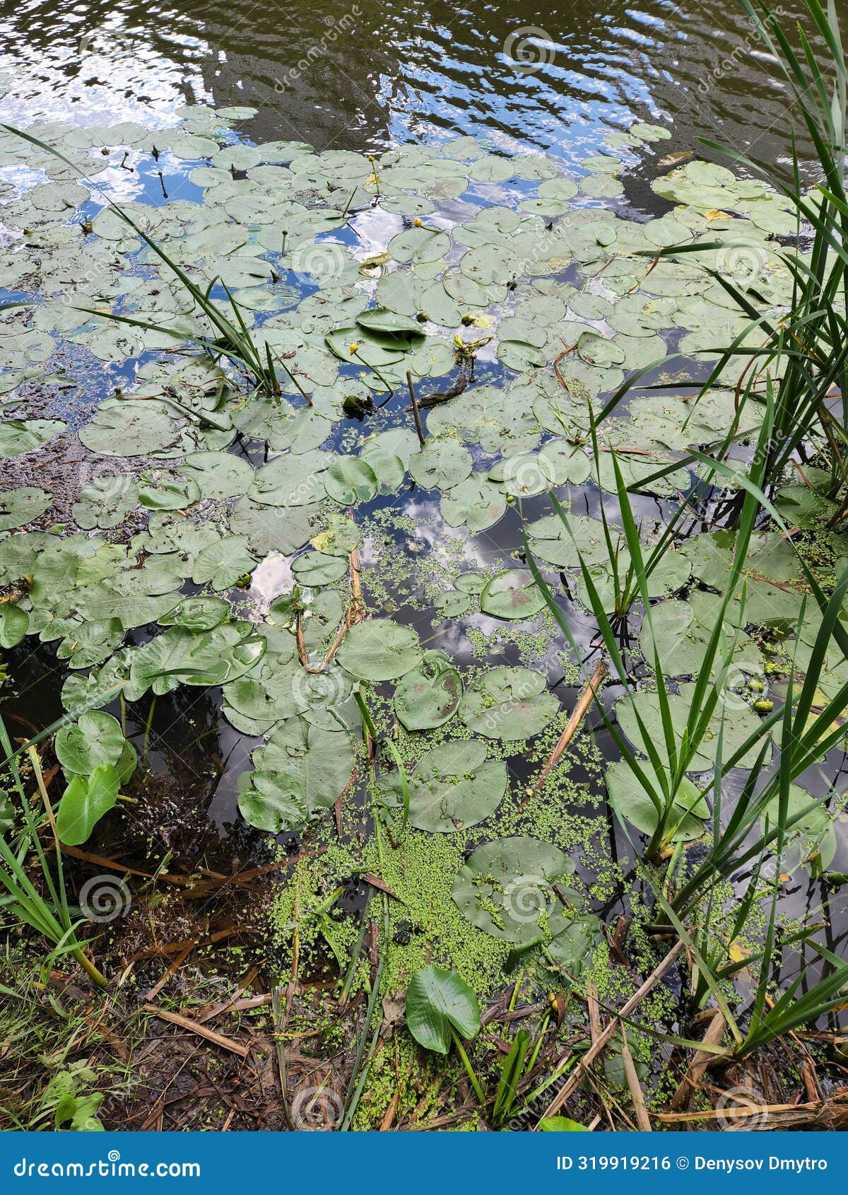 Swamp with Water Lilies. Pond with Marsh Plants Stock Photo - Image of ...
