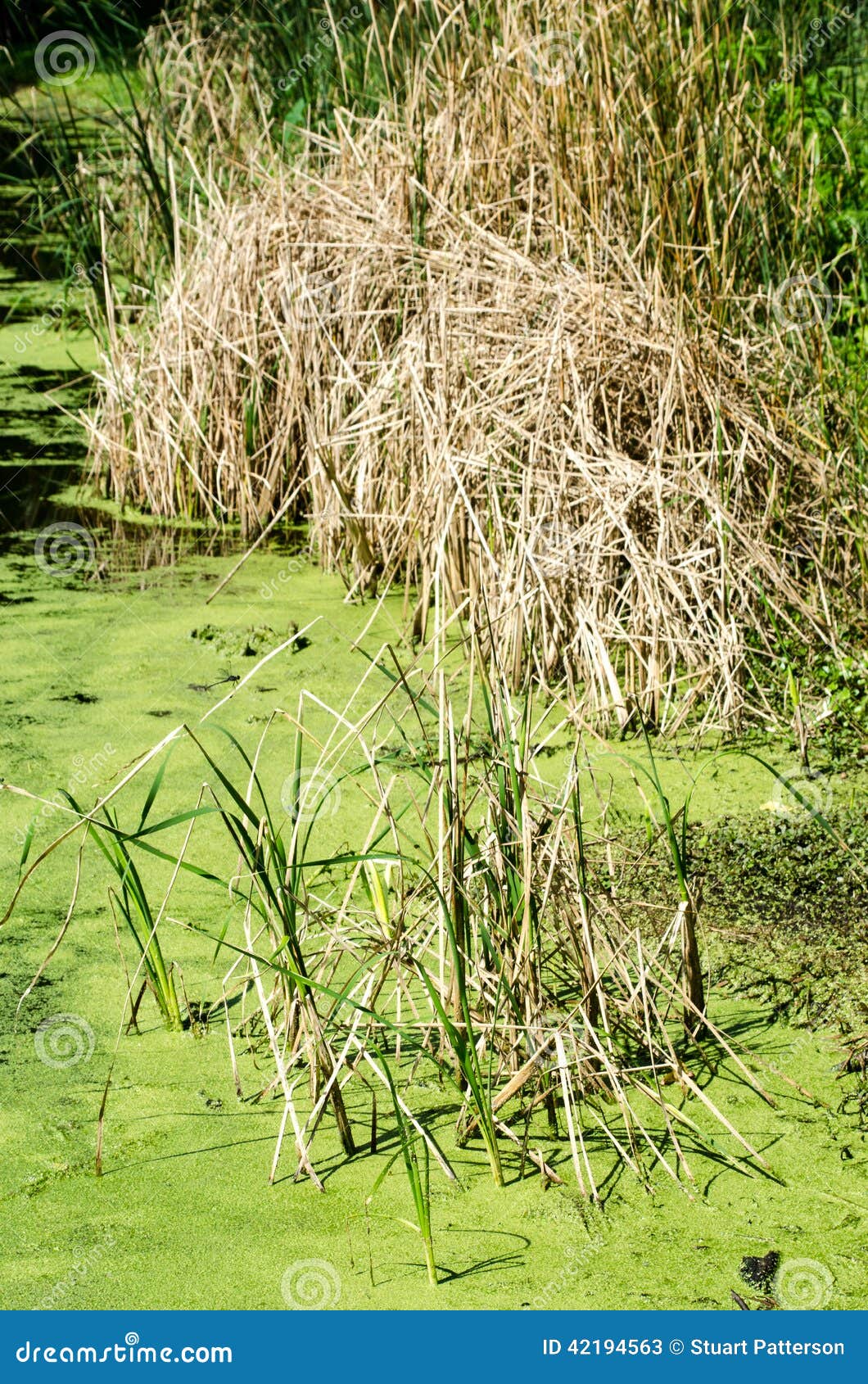 Swamp Water Background Royalty-Free Stock Image | CartoonDealer.com ...