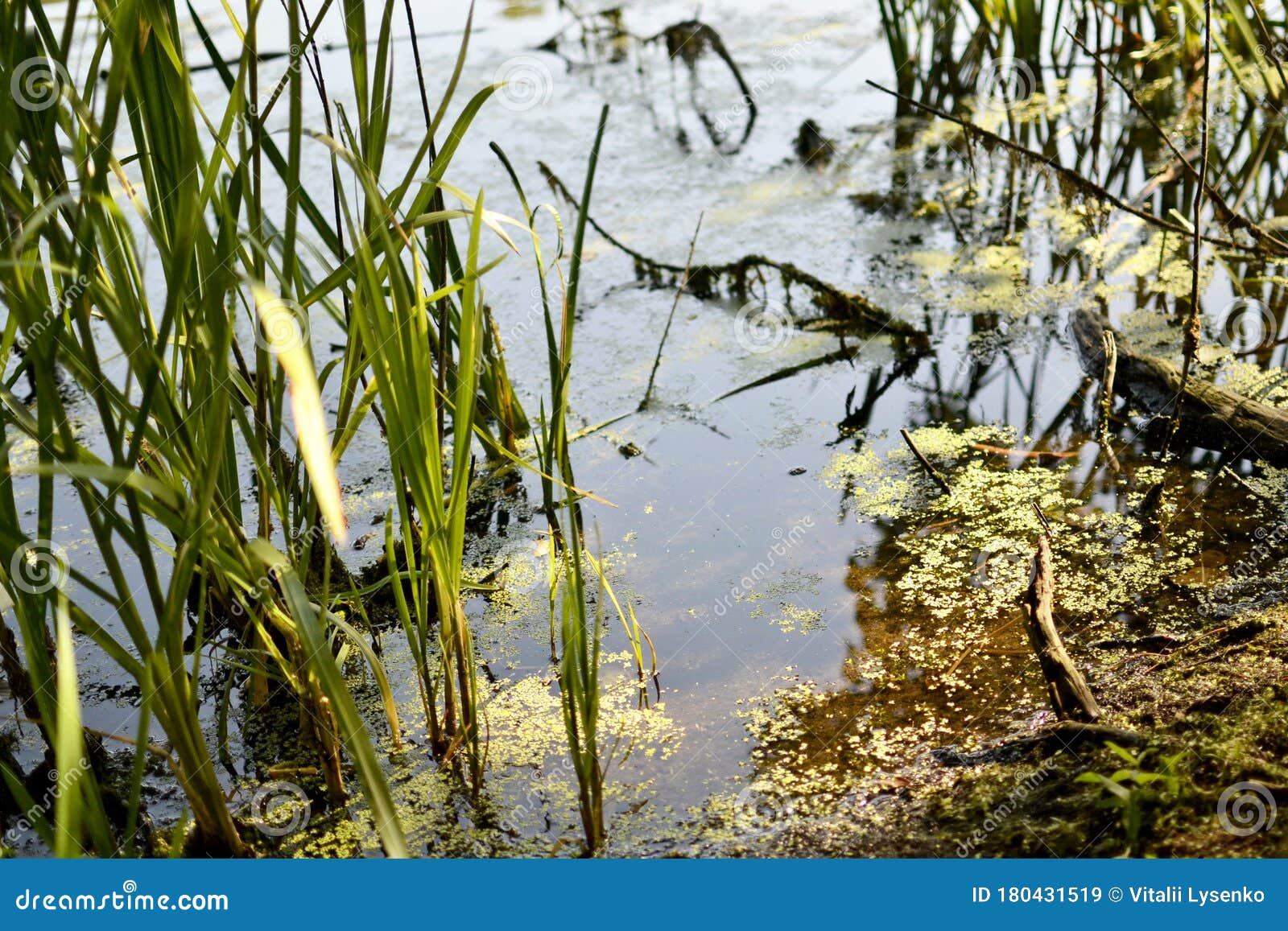 Swamp in which frogs live stock image. Image of reed - 180431519