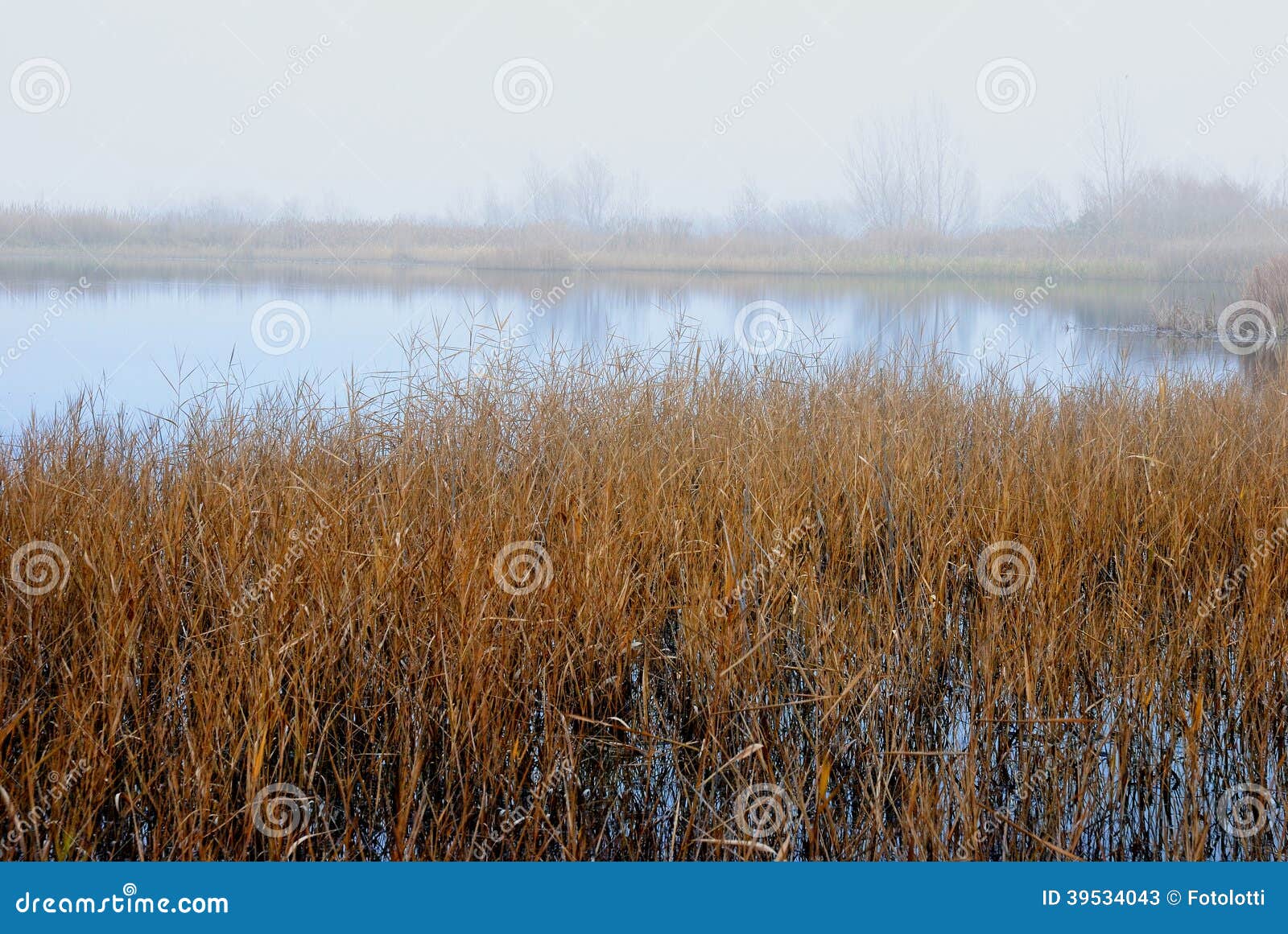 Swamp in winter stock image. Image of winter, weeds, lake - 39534043