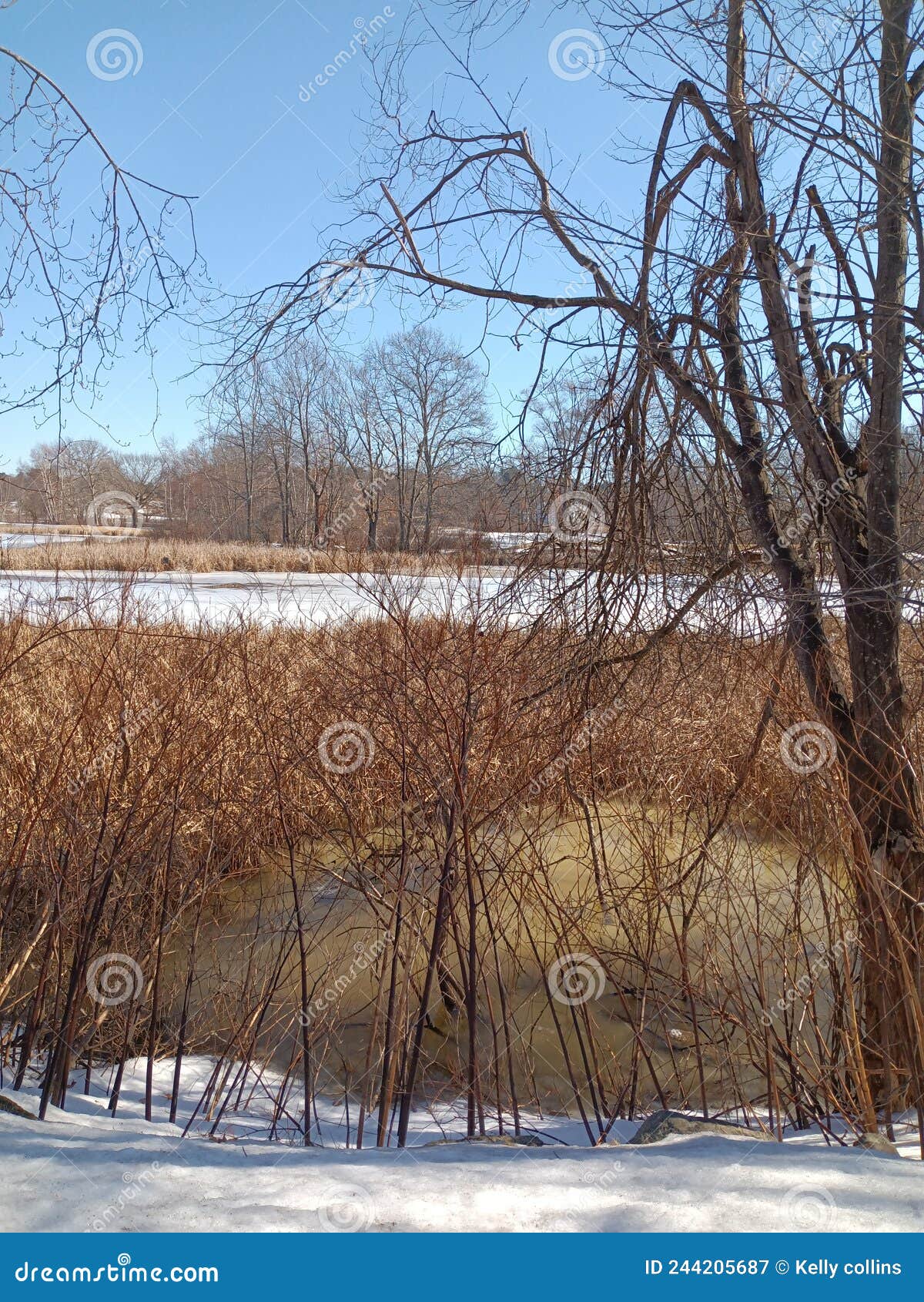 Swamp of the winter snow stock image. Image of leaf - 244205687
