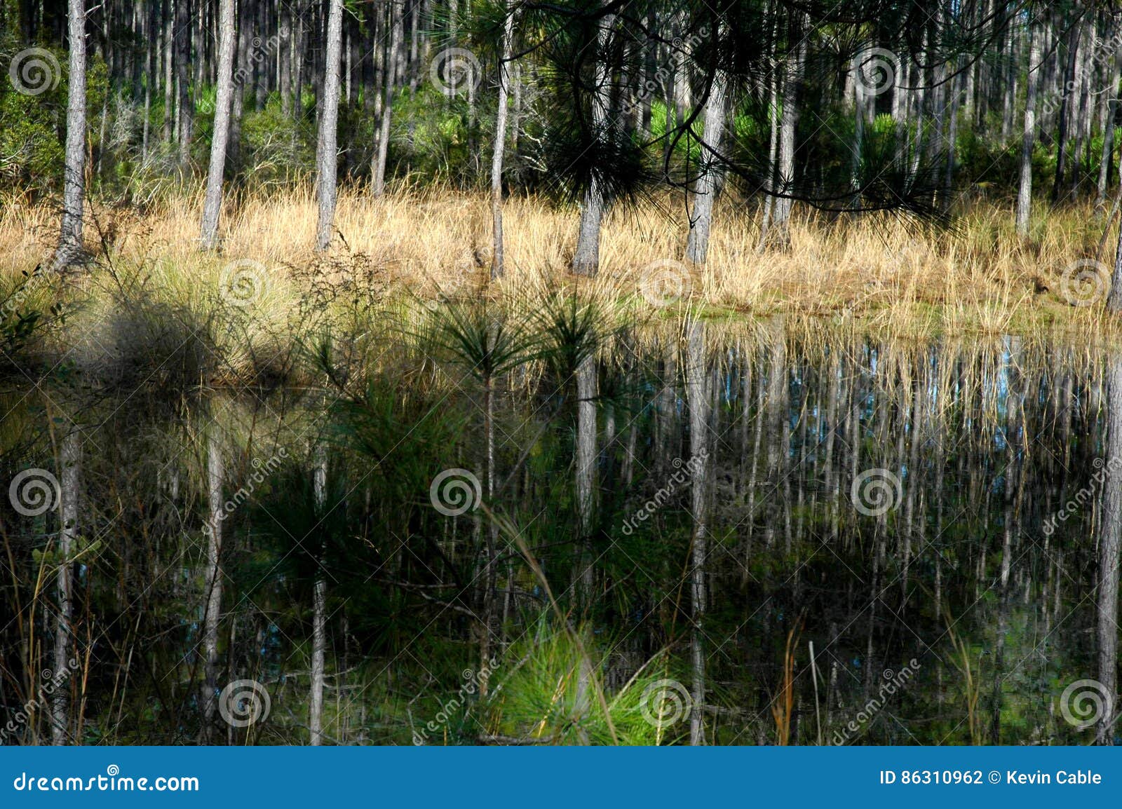 Swampgrass by lake stock photo. Image of plants, swamp - 86310962
