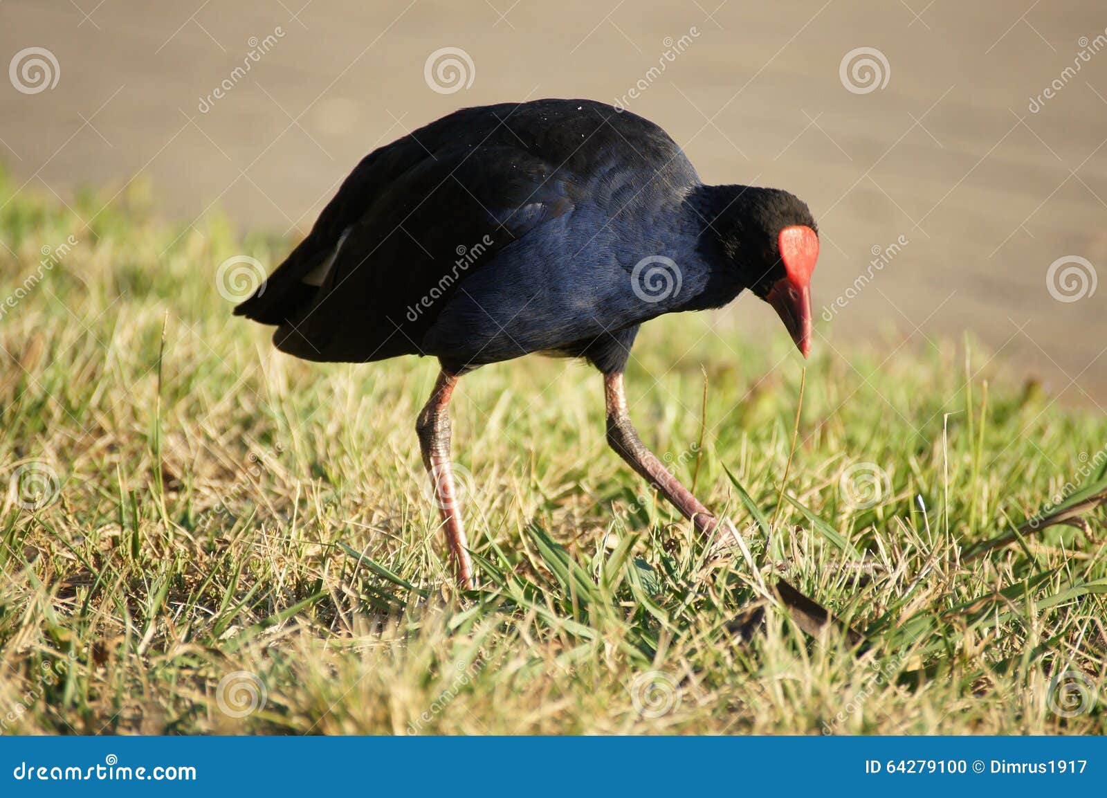 Pukeko Portrait Stock Photography | CartoonDealer.com #40191026