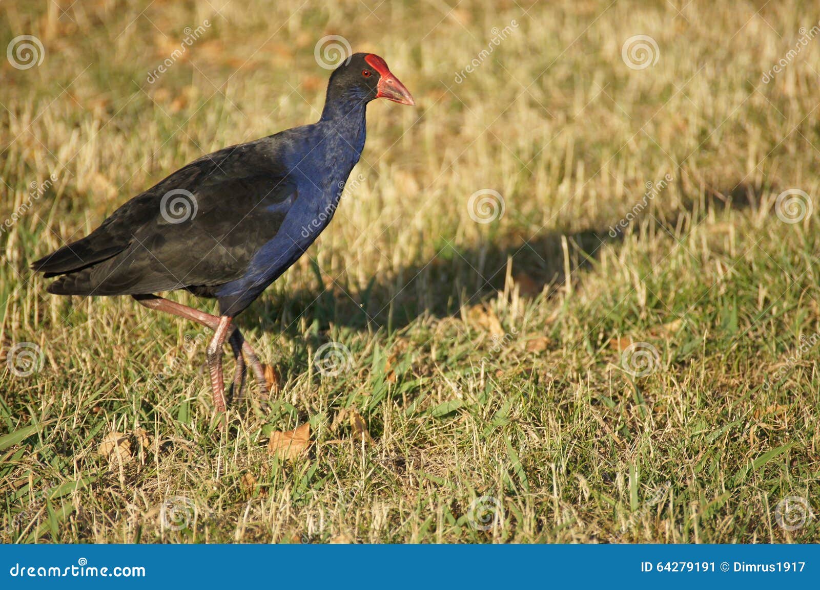 Swamphen Pukeko Bird stock image. Image of commonwealth - 64279191
