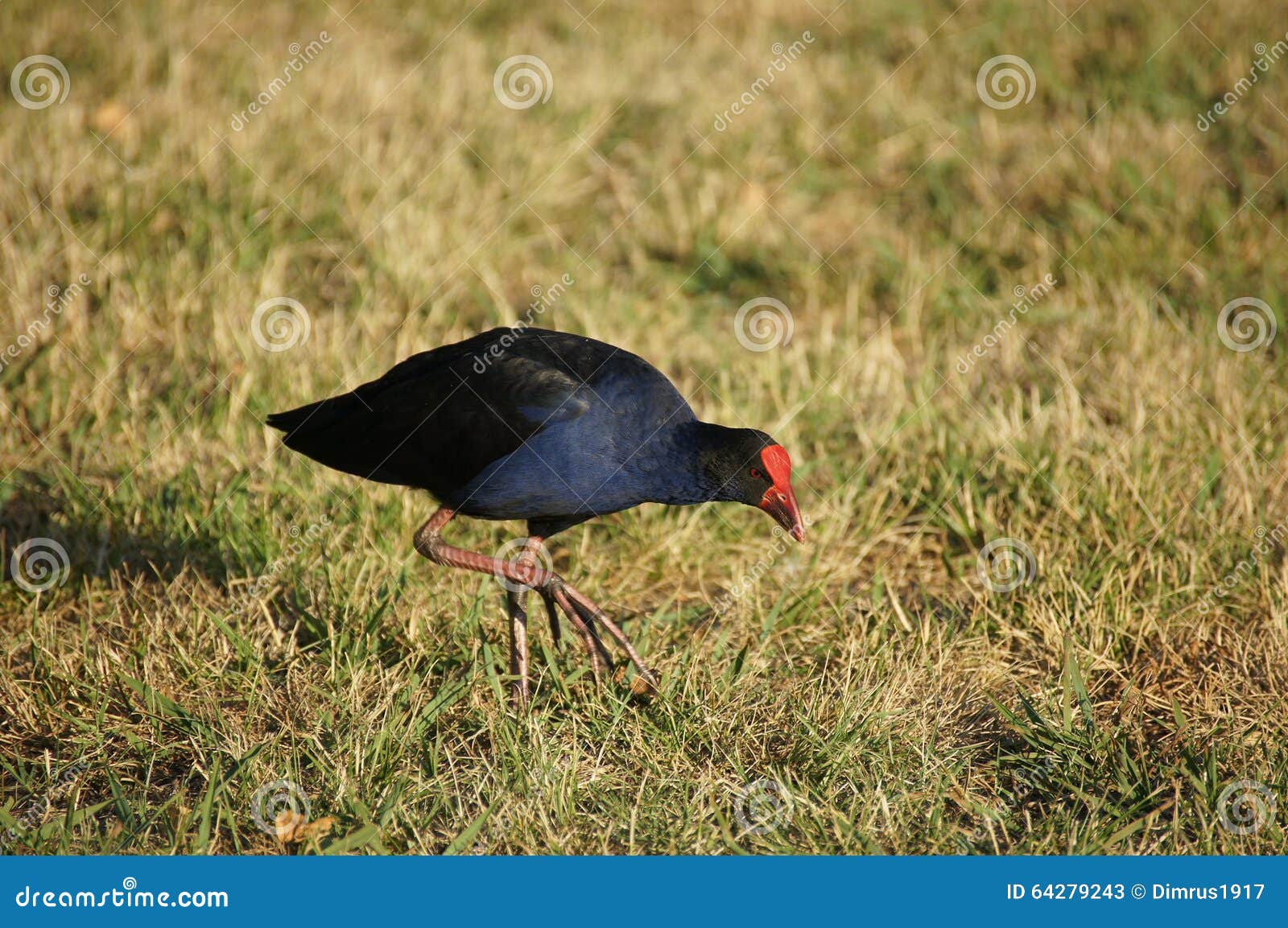Pukeko Bird Royalty-Free Stock Image | CartoonDealer.com #37125430