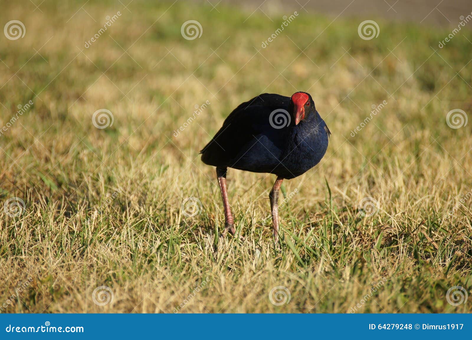 Swamphen Pukeko Bird stock photo. Image of australia - 64279248